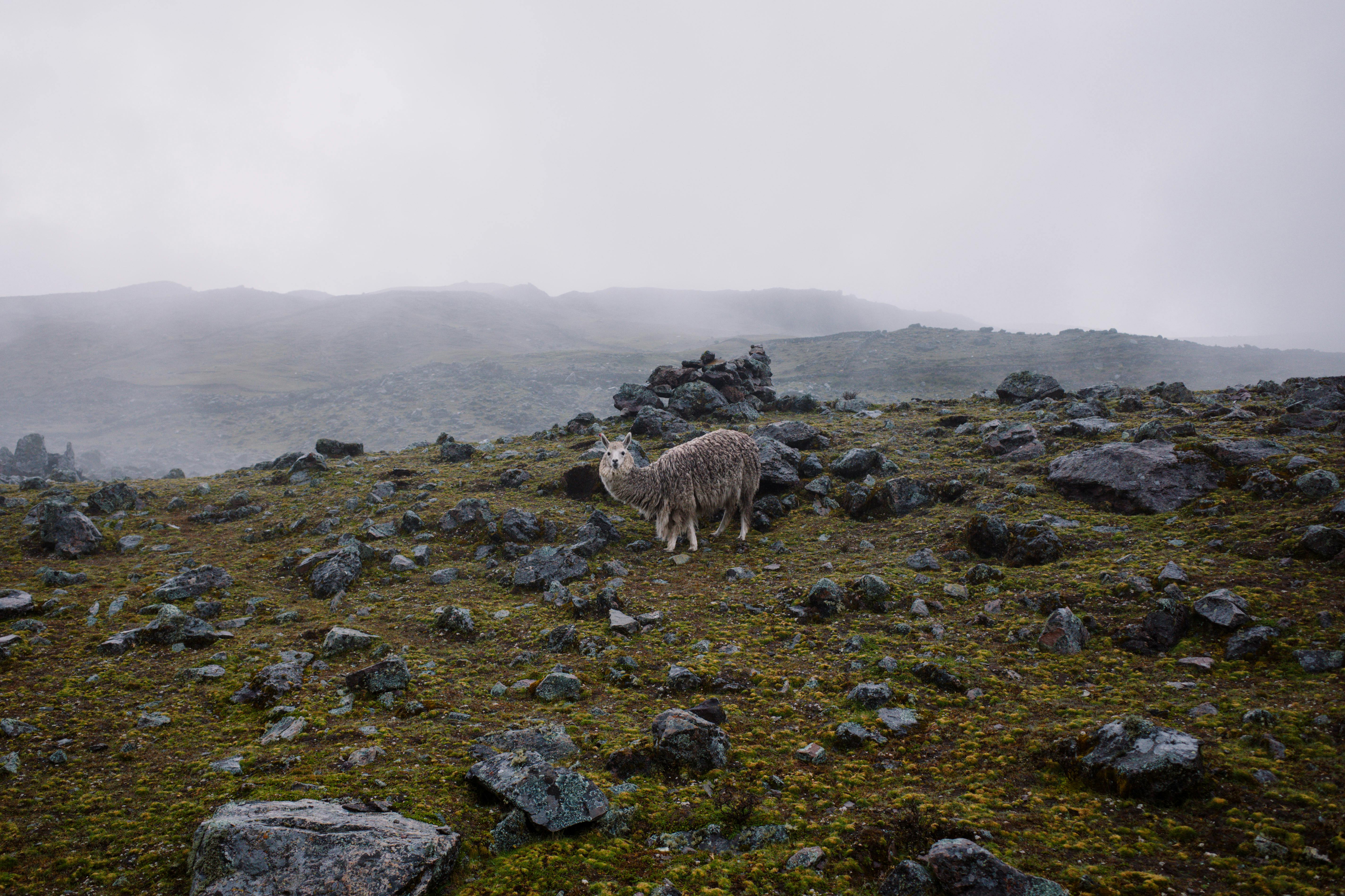 Llama · Free Stock Photo