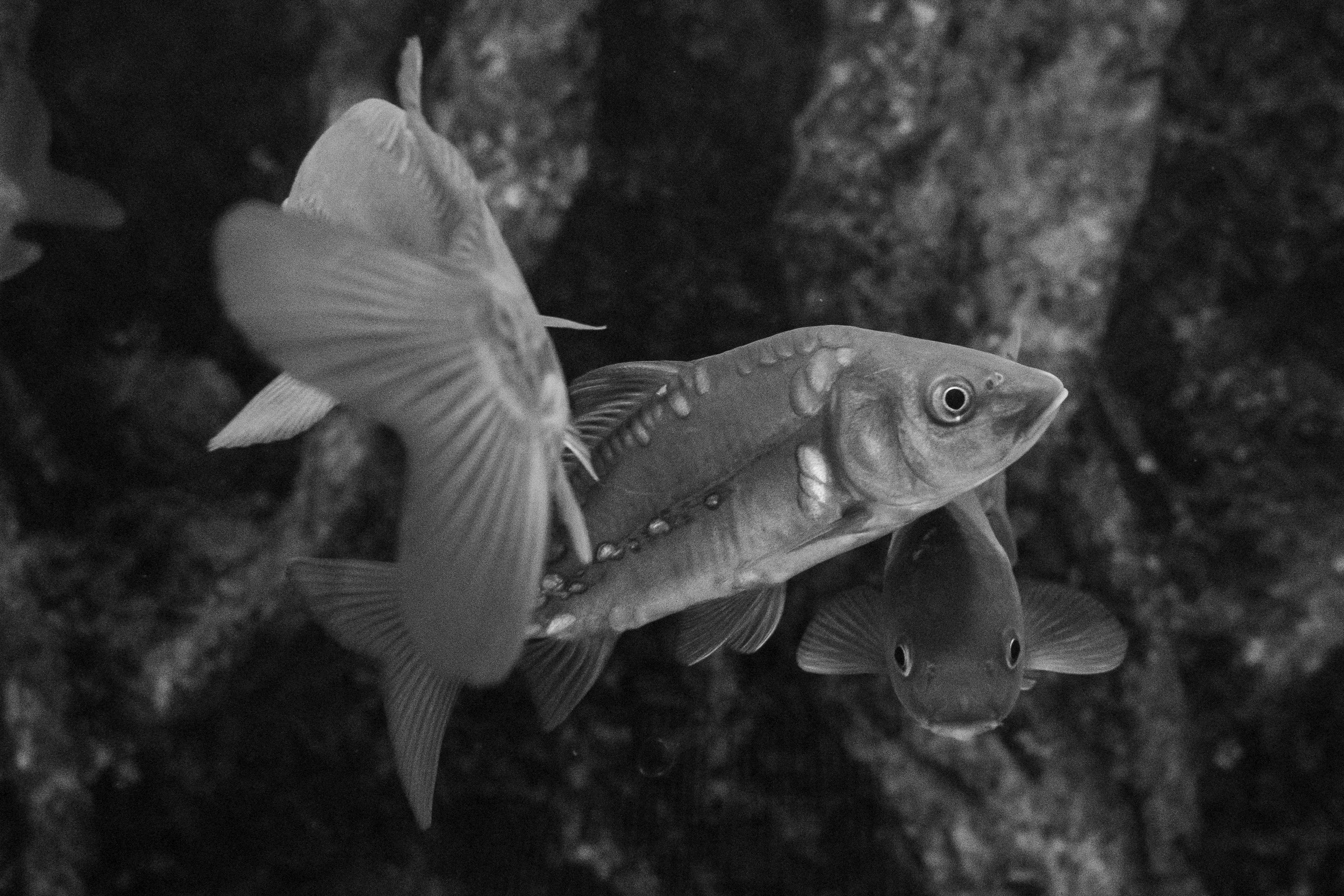 Fish in Sea · Free Stock Photo