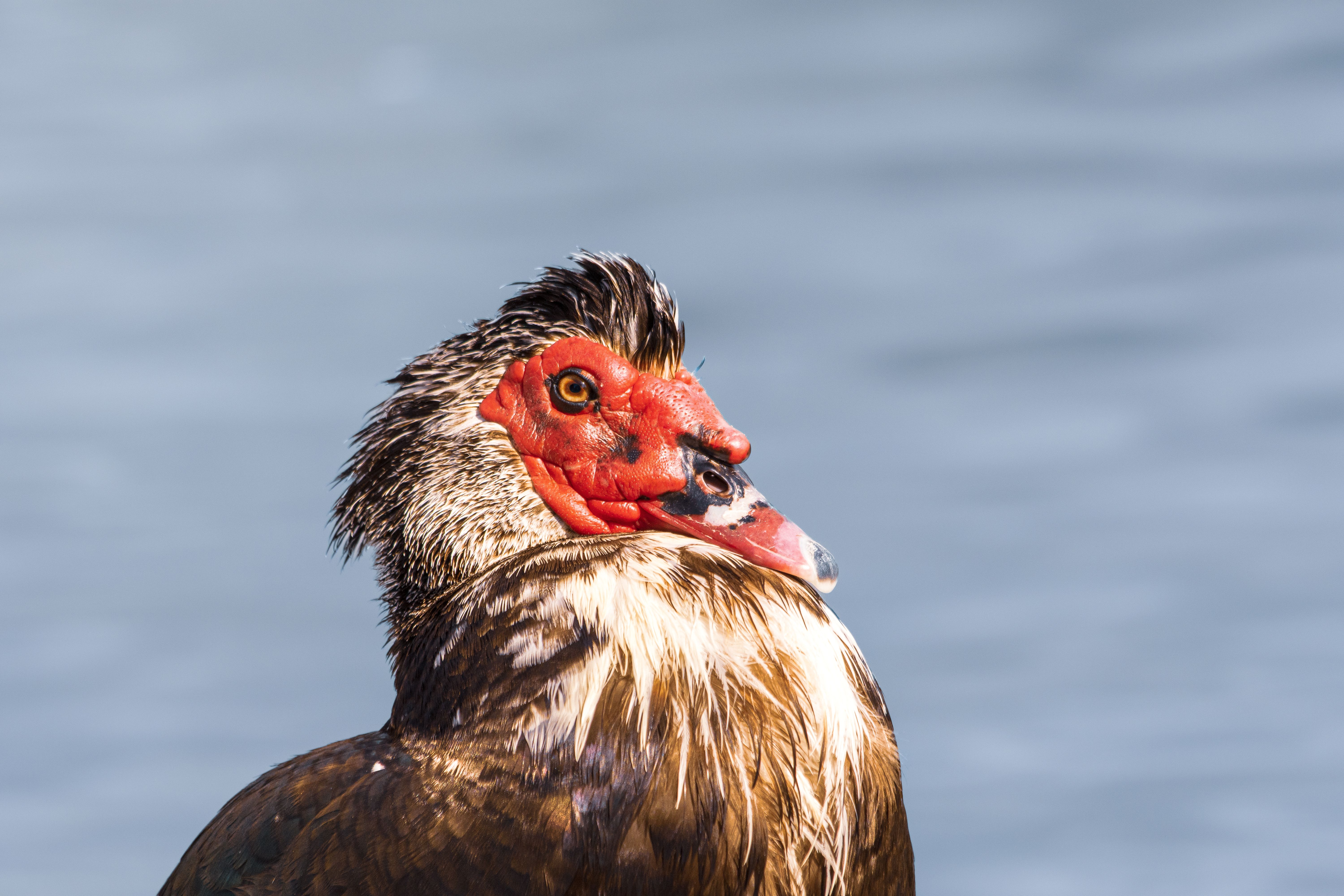 Extreme Close-up of a Duck with a Red Beak · Free Stock Photo