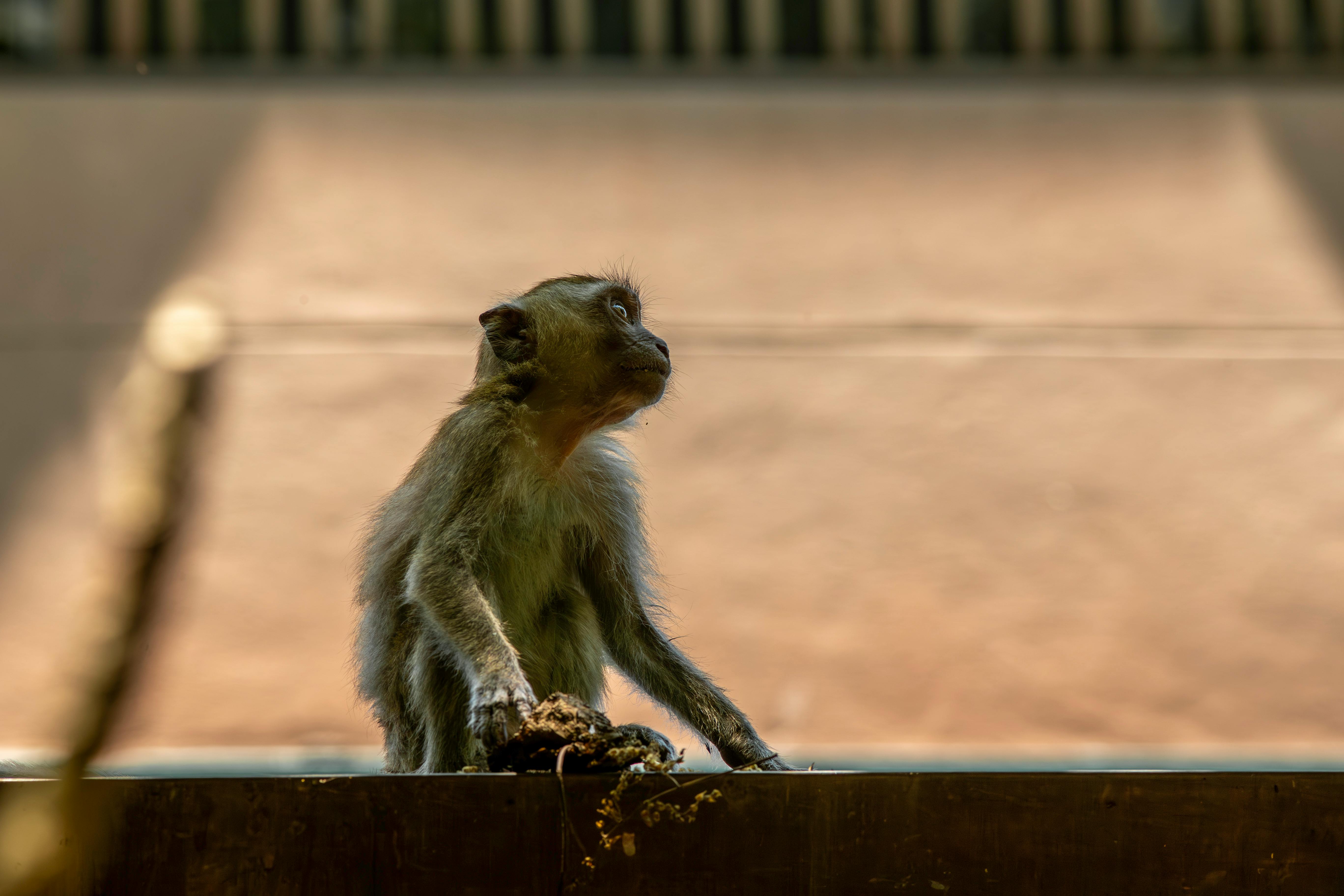 A monkey sitting on a ledge looking out into the distance · Free Stock ...