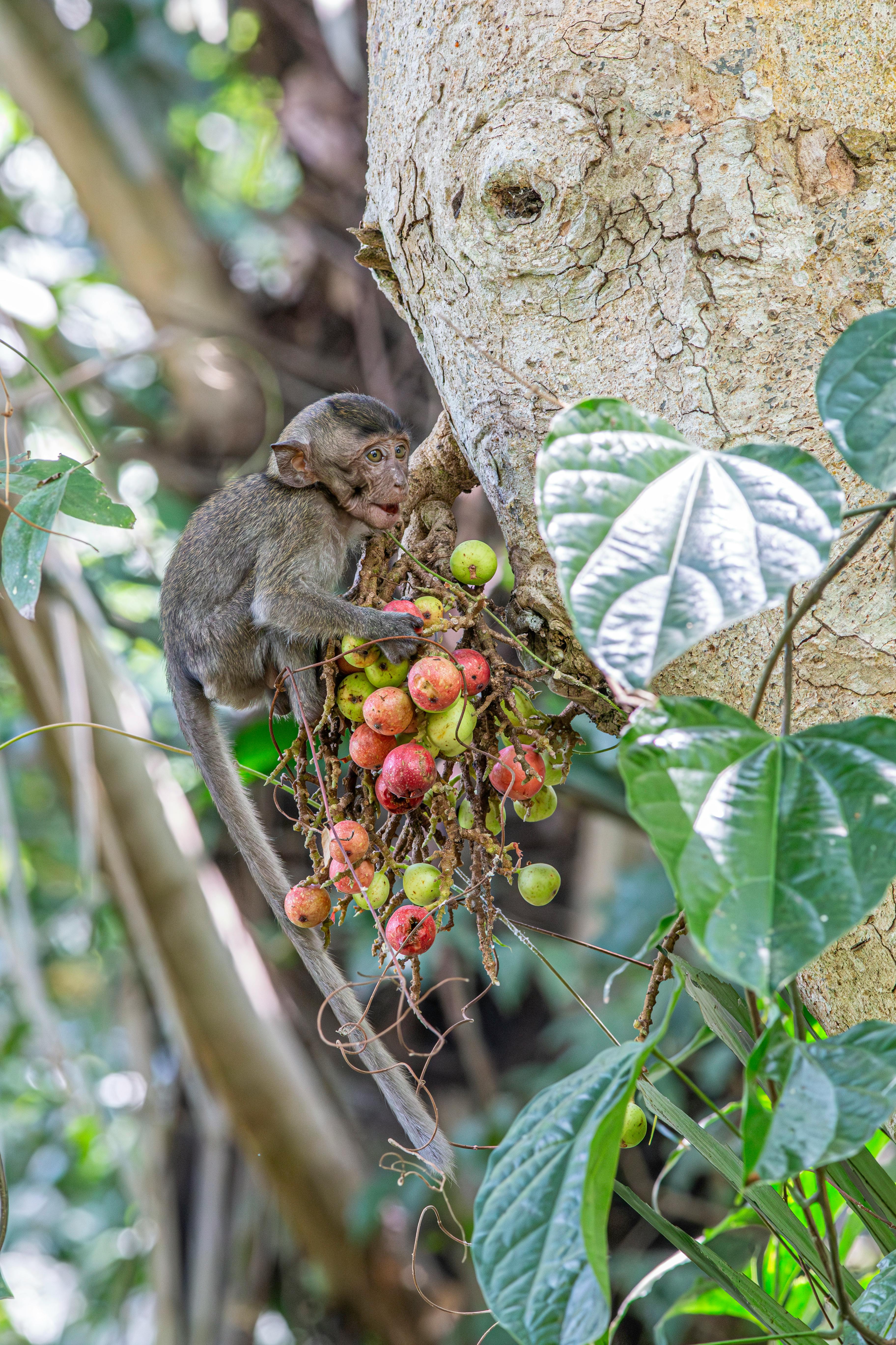 Monkey Climbing a Tree · Free Stock Photo