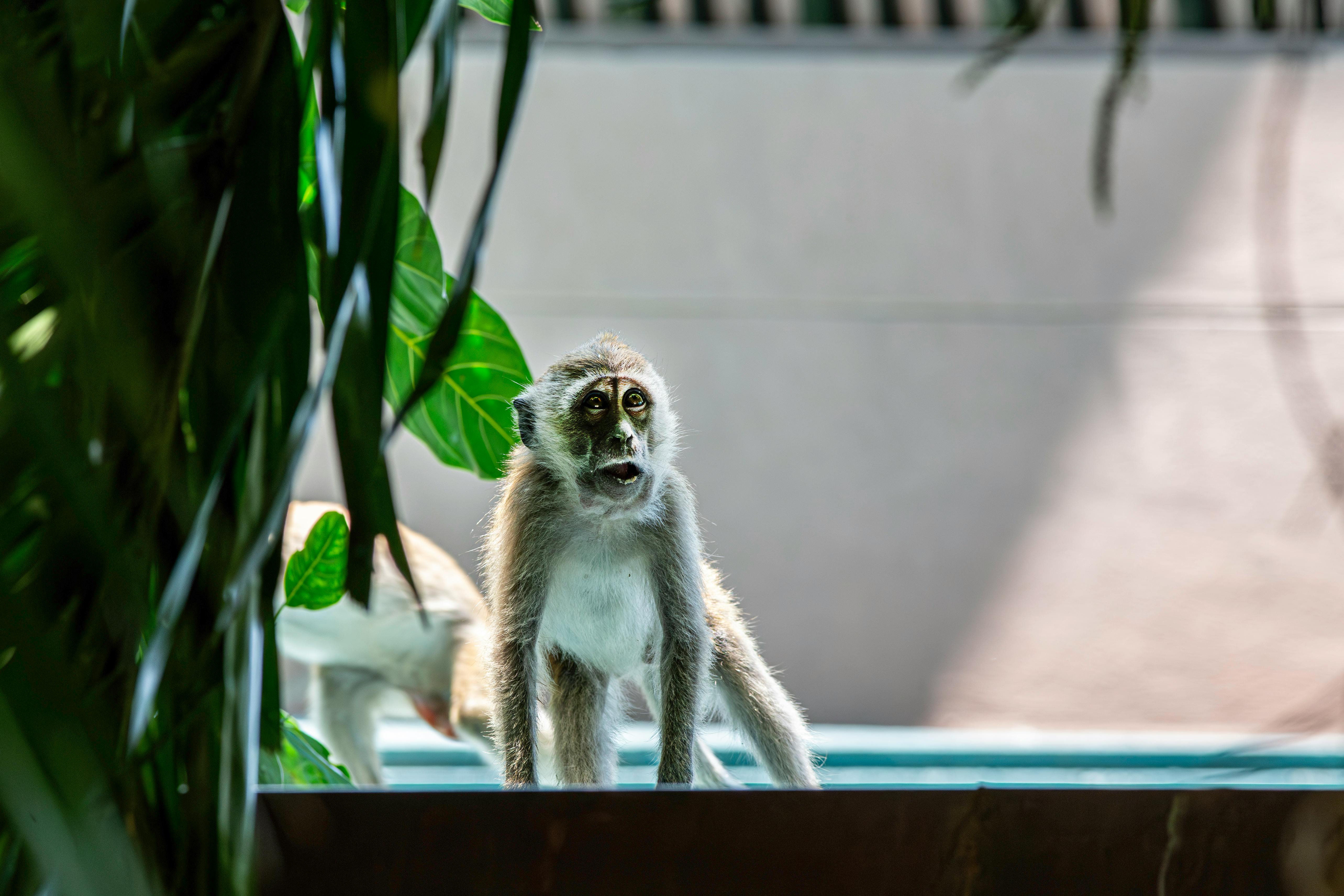 Monkey Next to a Plant · Free Stock Photo