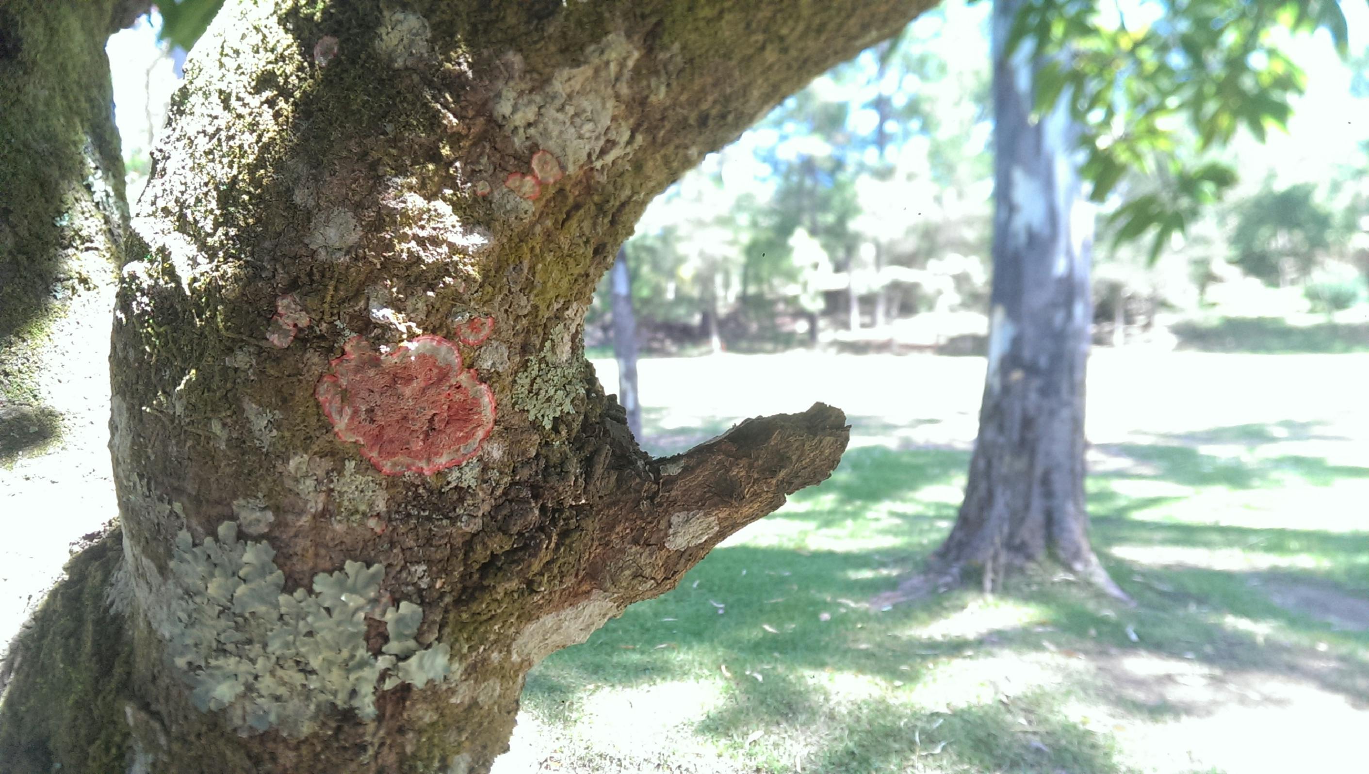 dicson gabriel - Fotografía