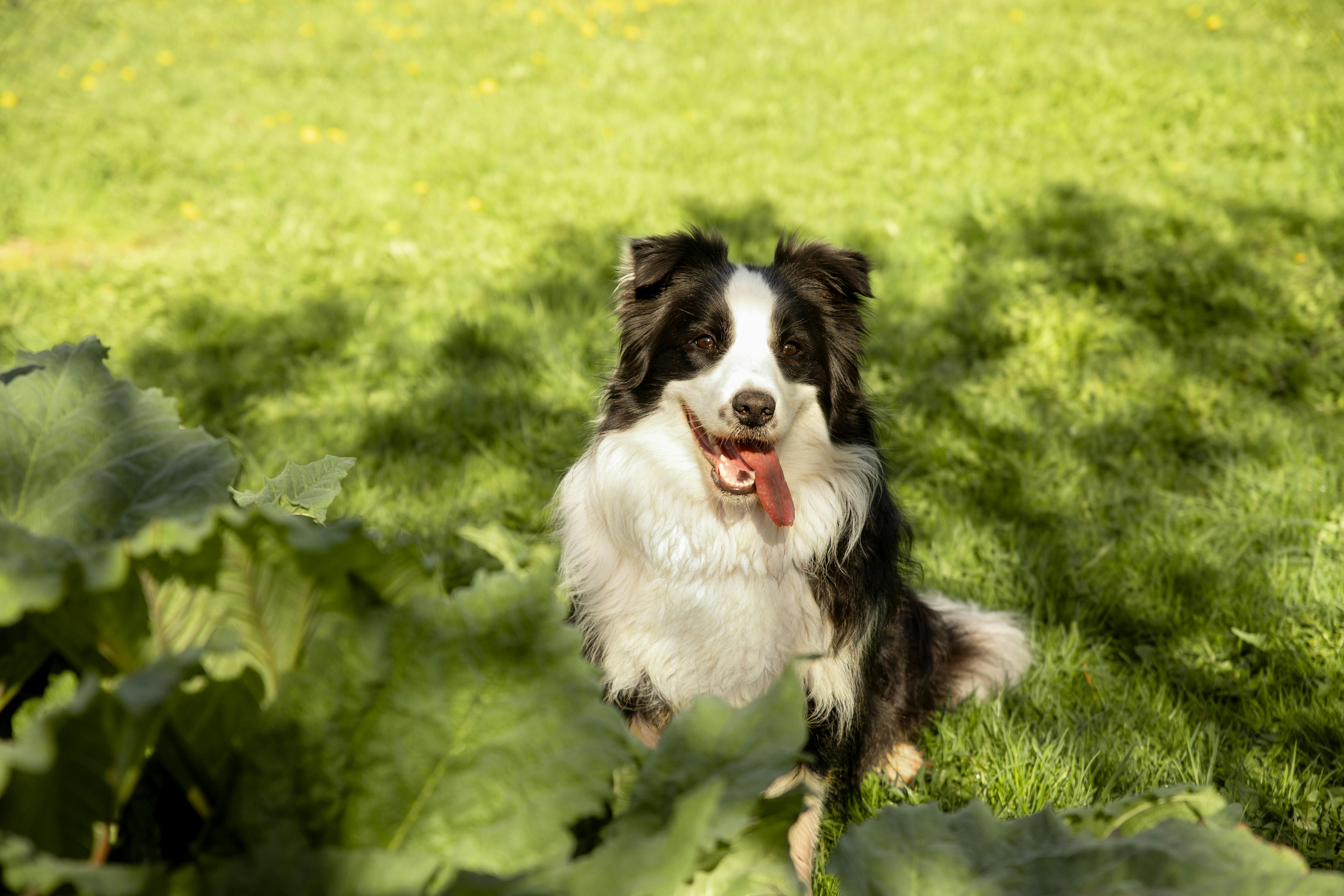 Border Collie Smiling in a Field · Free Stock Photo