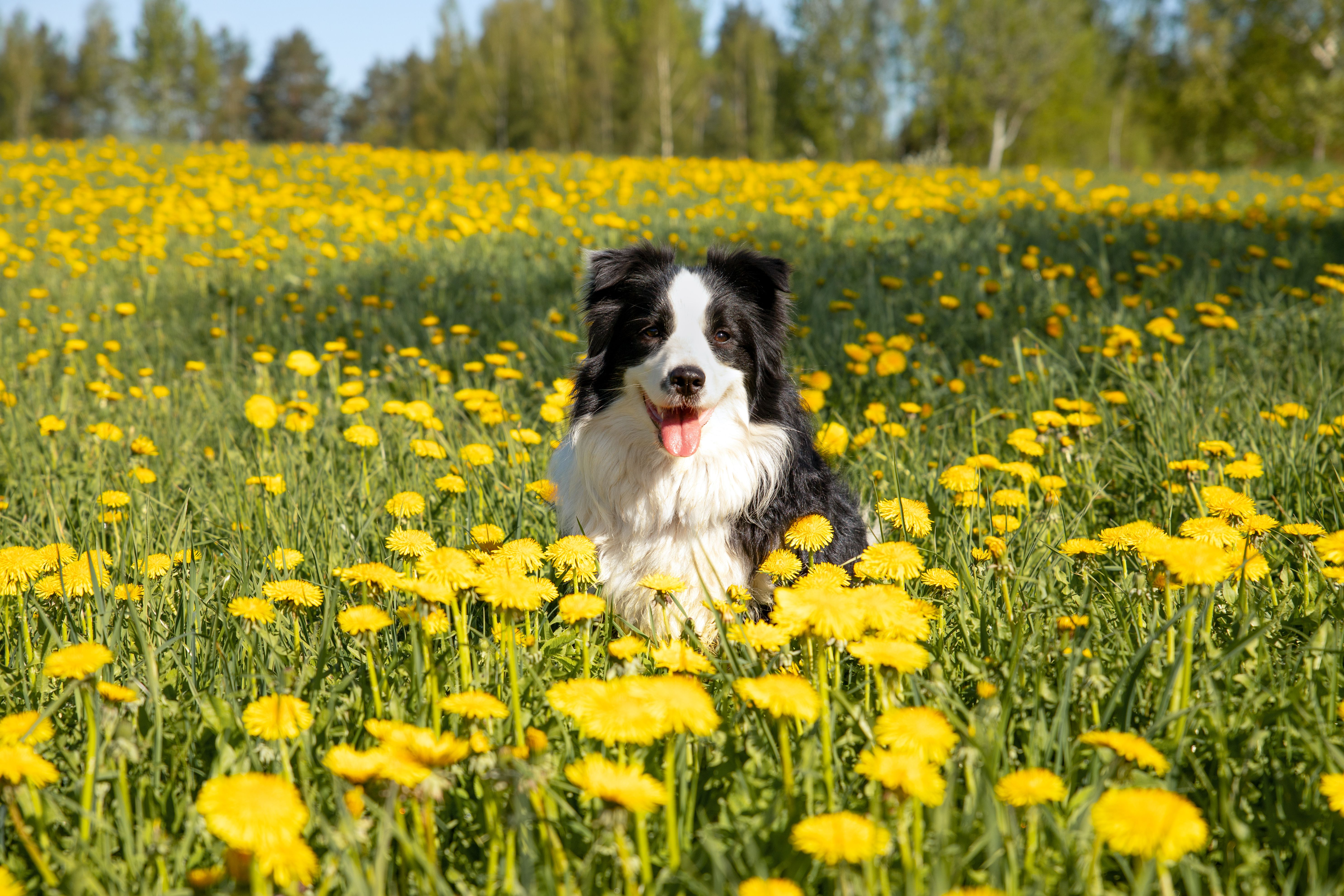 Cute Border Collie Sitting Among Yellow Flowers on Meadow · Free Stock ...
