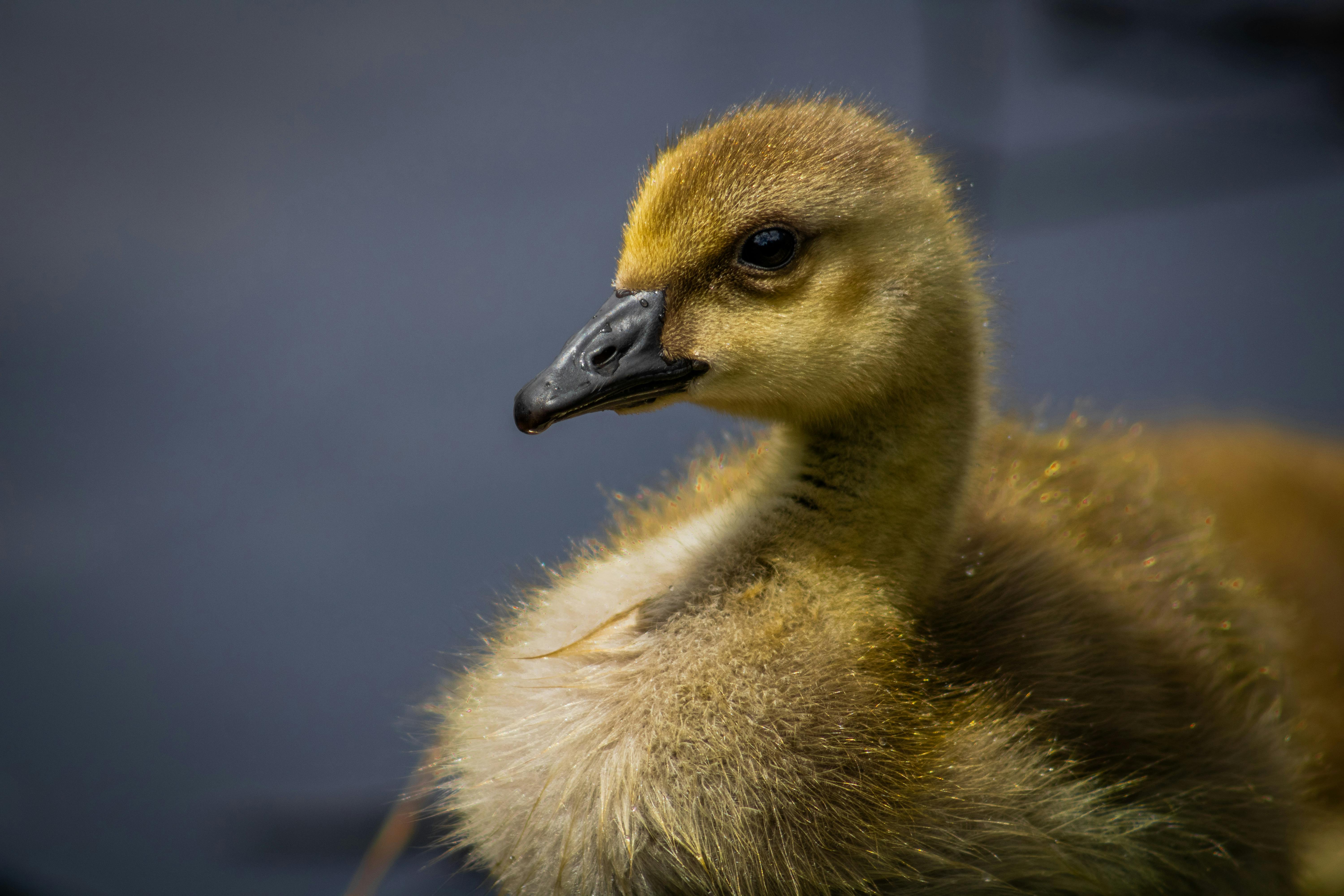 Nicki Dick - Photography