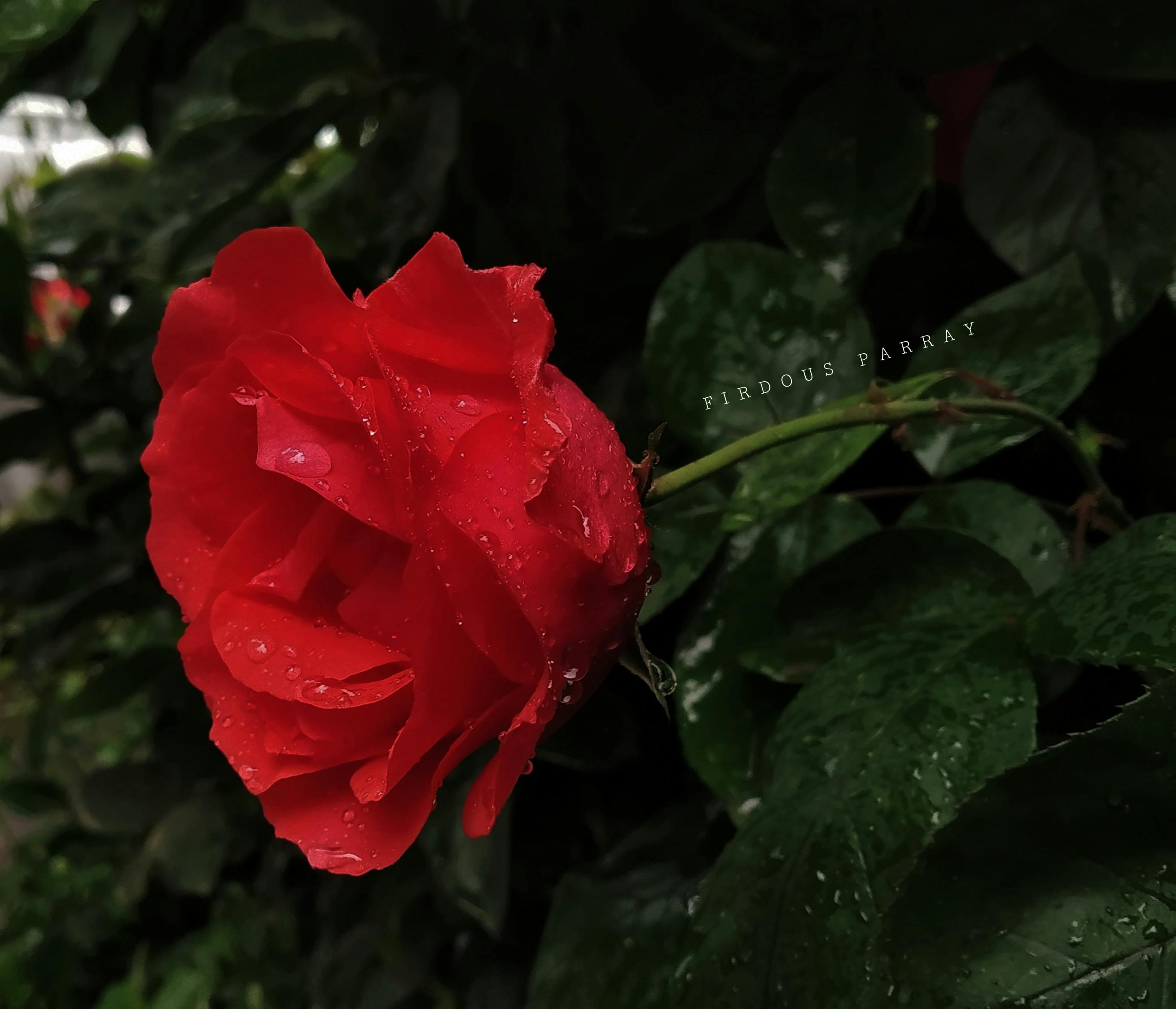 Flowers 6 Photos & Videos Collected by Firdous Parray