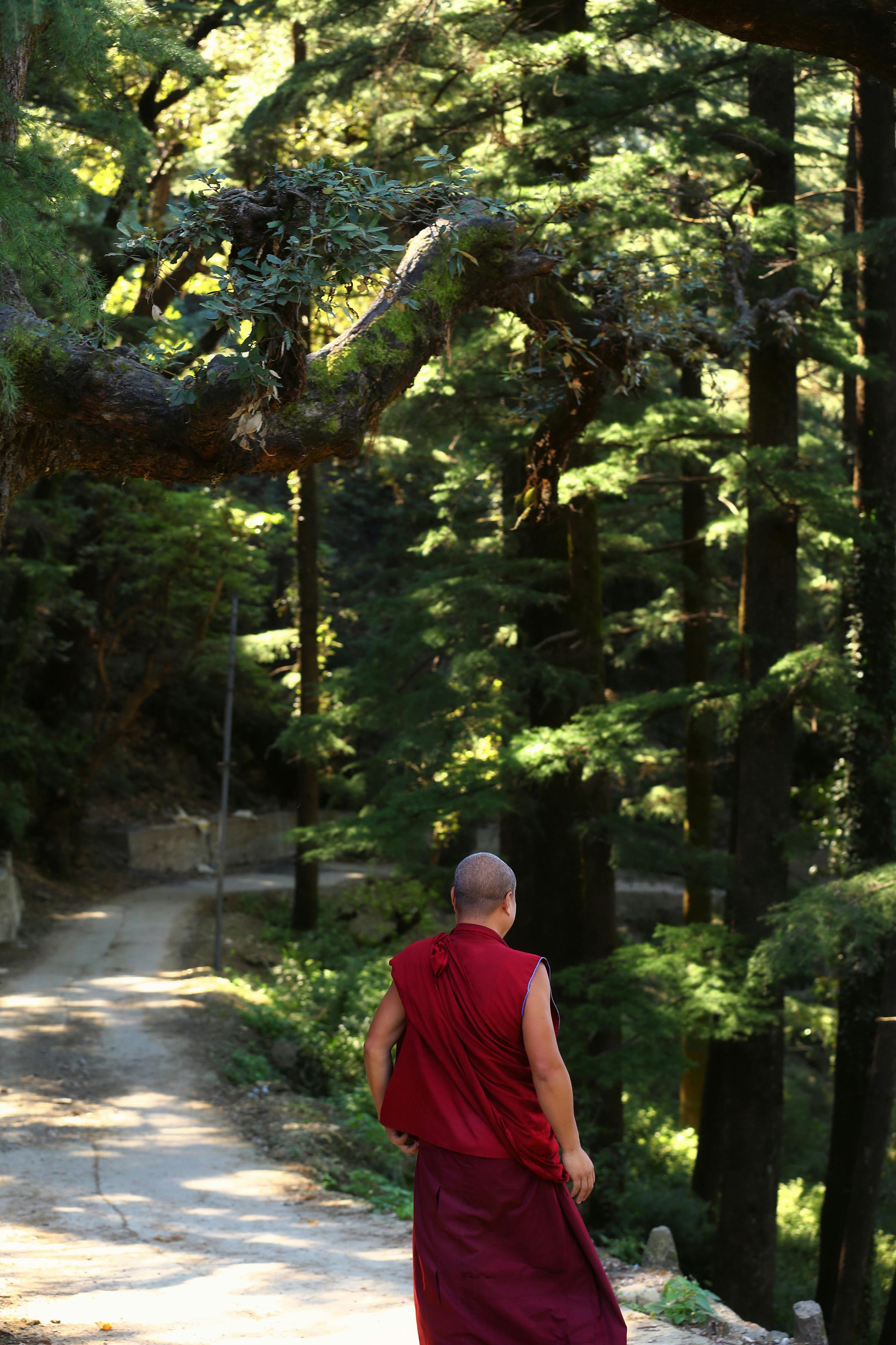 Bald Forest Photos, Download The BEST Free Bald Forest Stock Photos ...