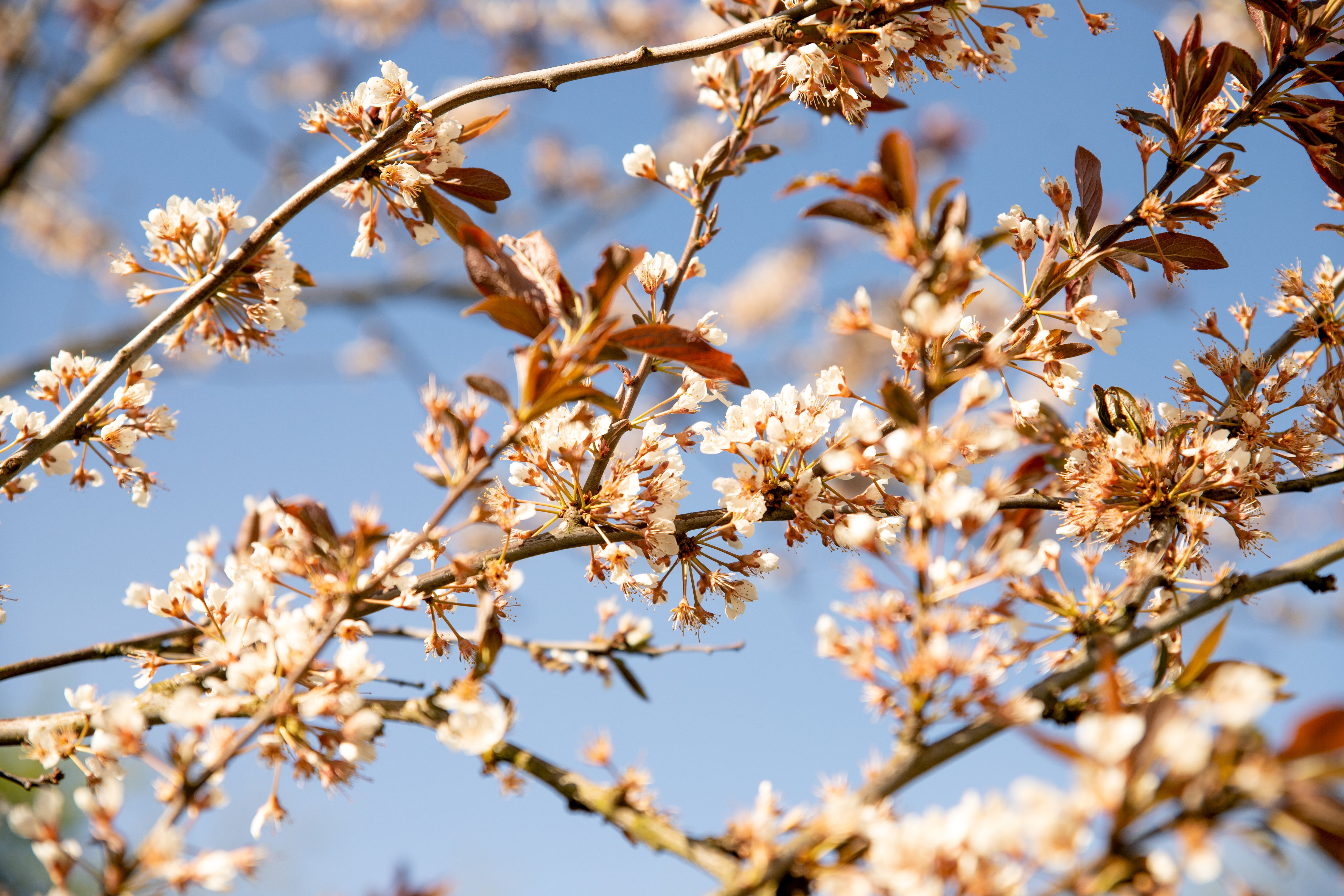 Plum tree in bloom · Free Stock Photo