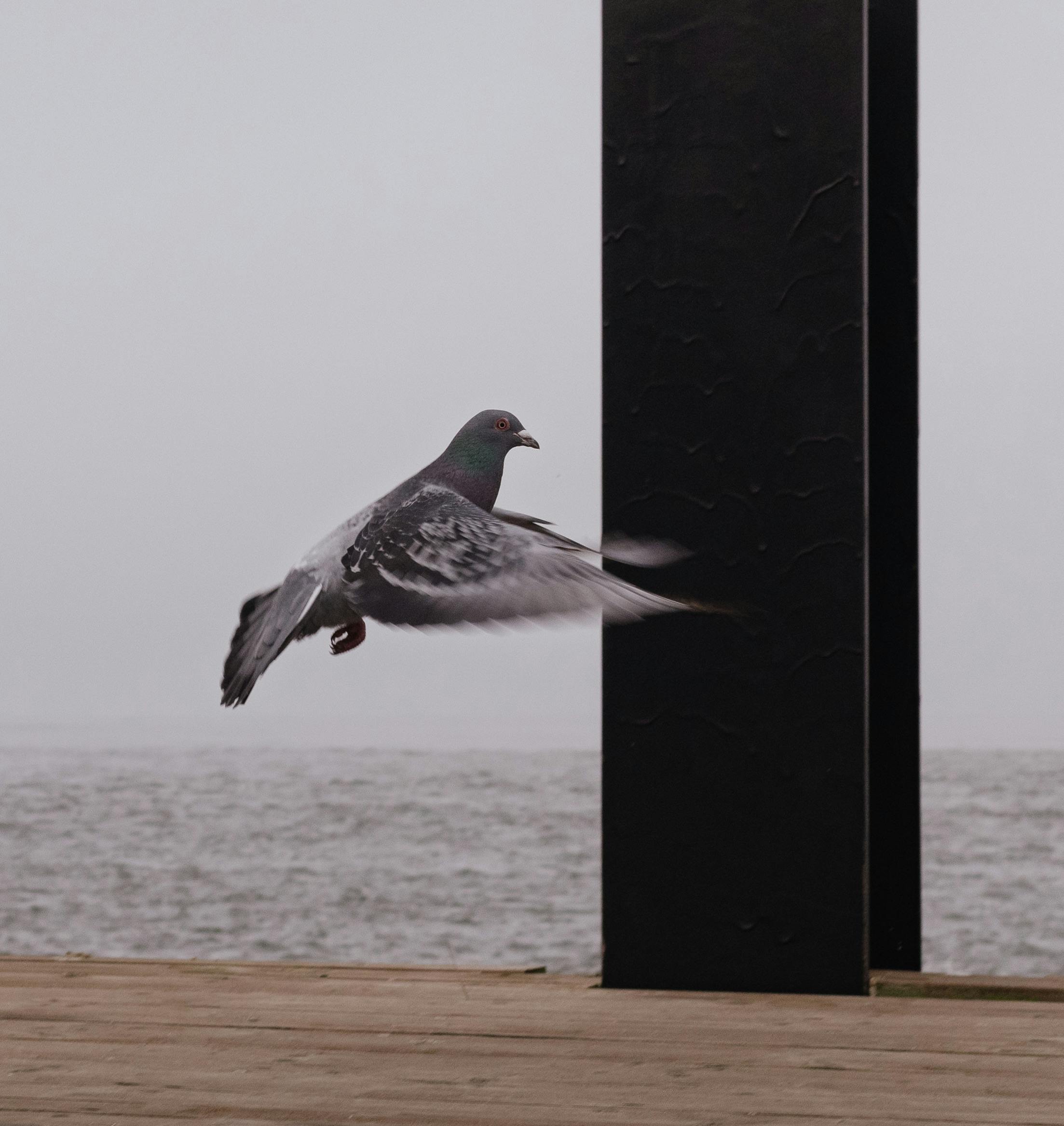 Flying Pigeon in Seaside · Free Stock Photo