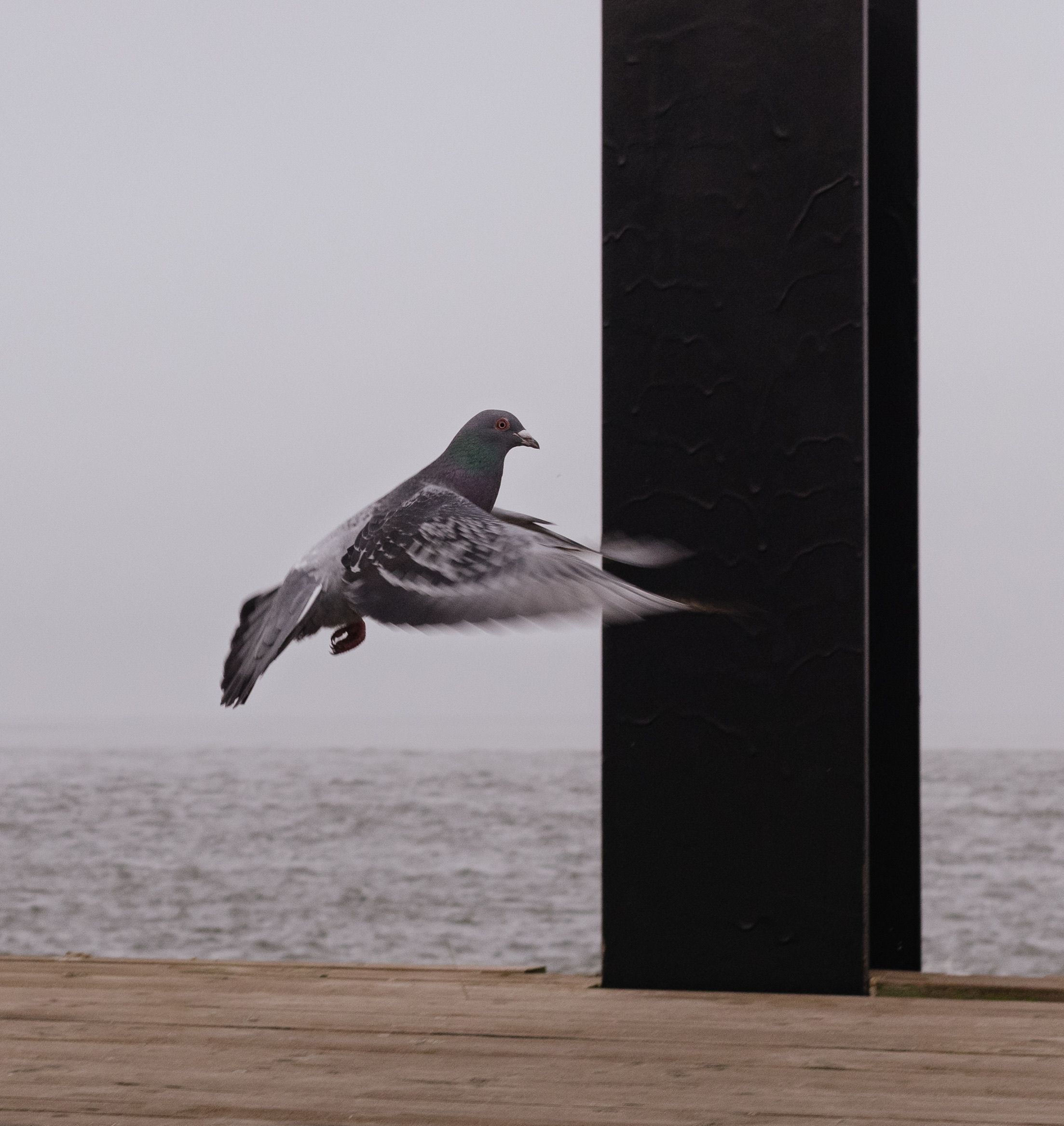 A pigeon flying over the water · Free Stock Photo