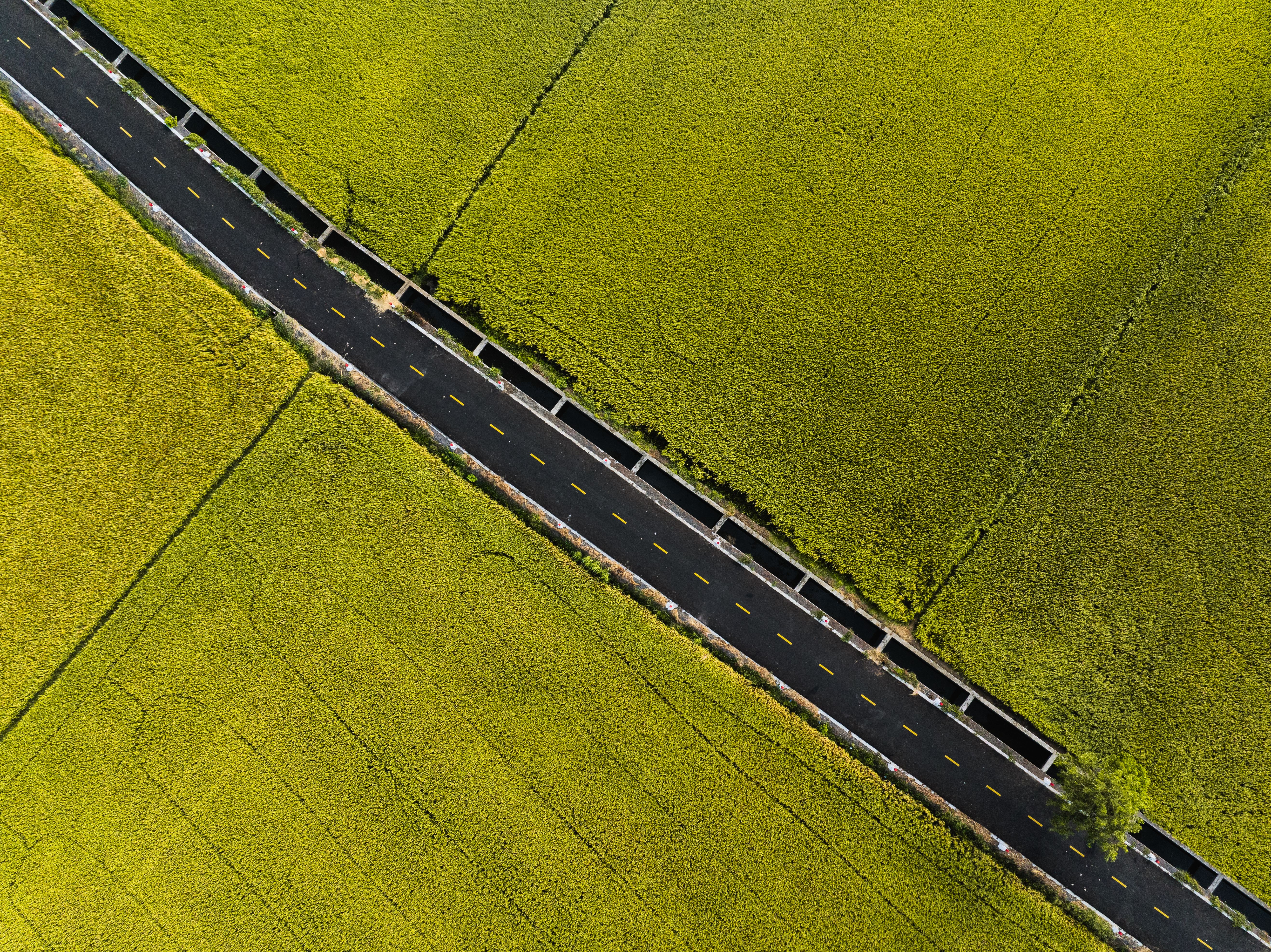 Birds Eye View of Road between Fields · Free Stock Photo