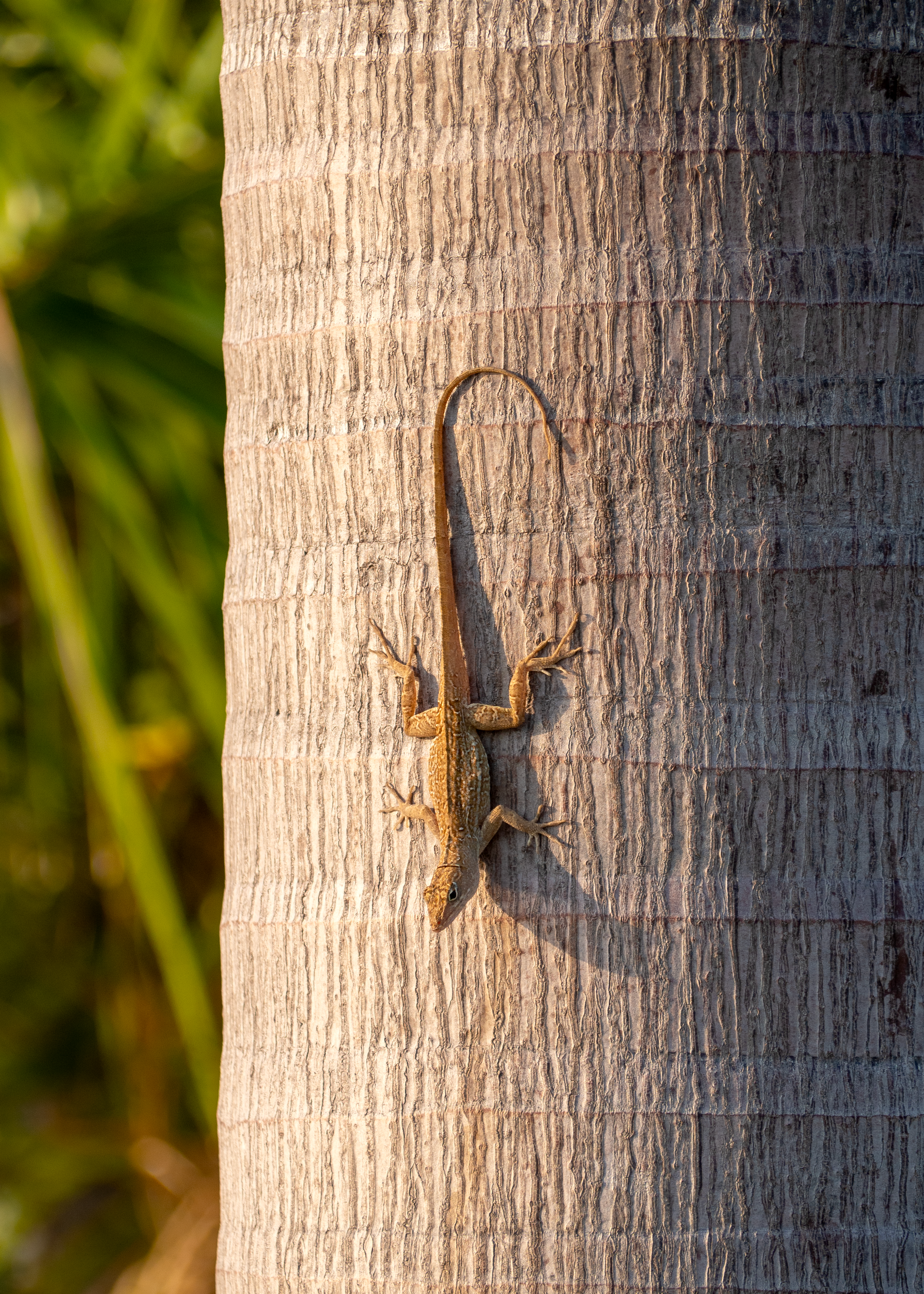 A lizard is climbing up the side of a palm tree · Free Stock Photo