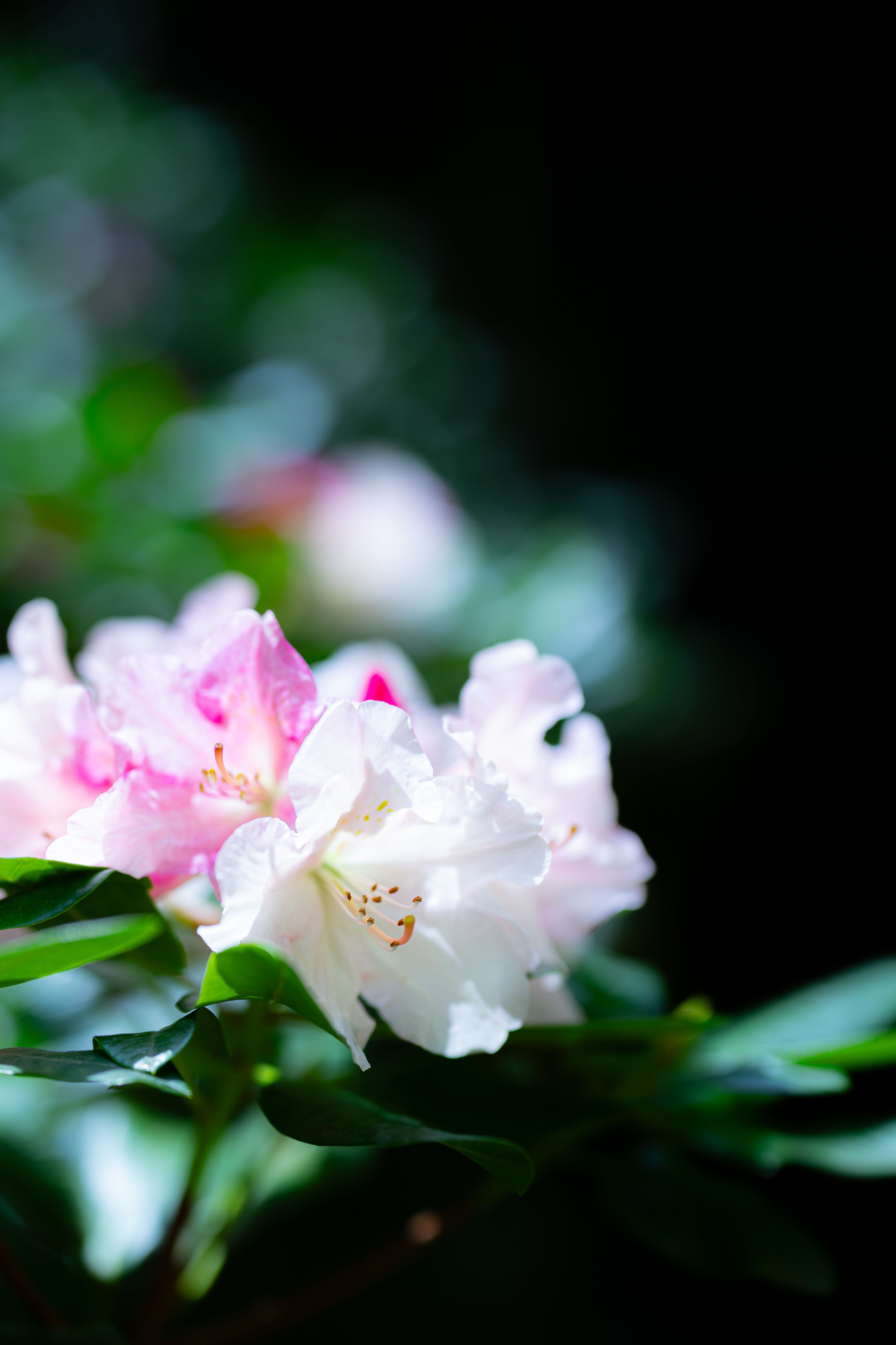Azaleas Photos, Download The BEST Free Azaleas Stock Photos & HD Images