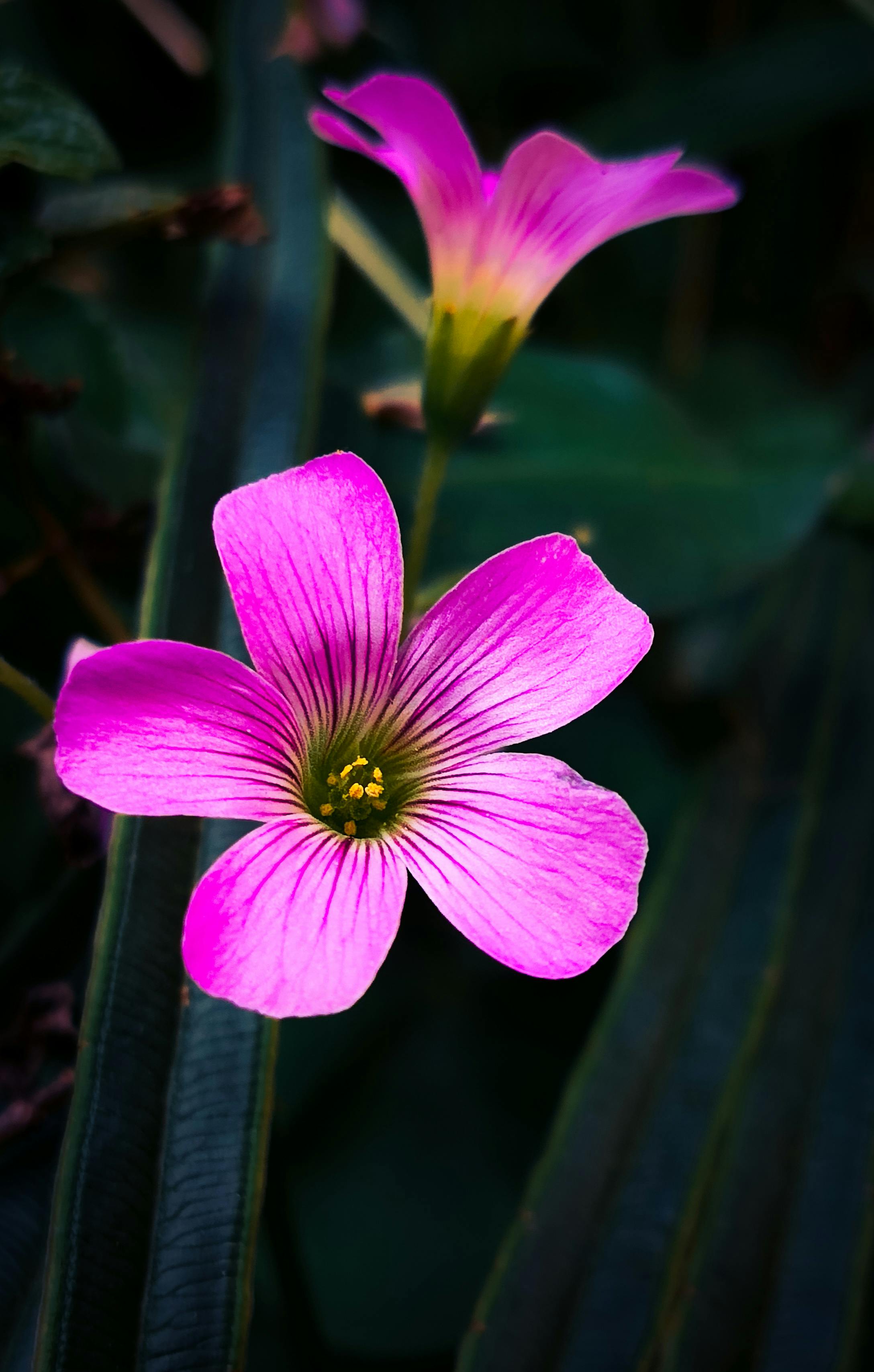 Macro Photography of Pink 5 Petal Flower · Free Stock Photo