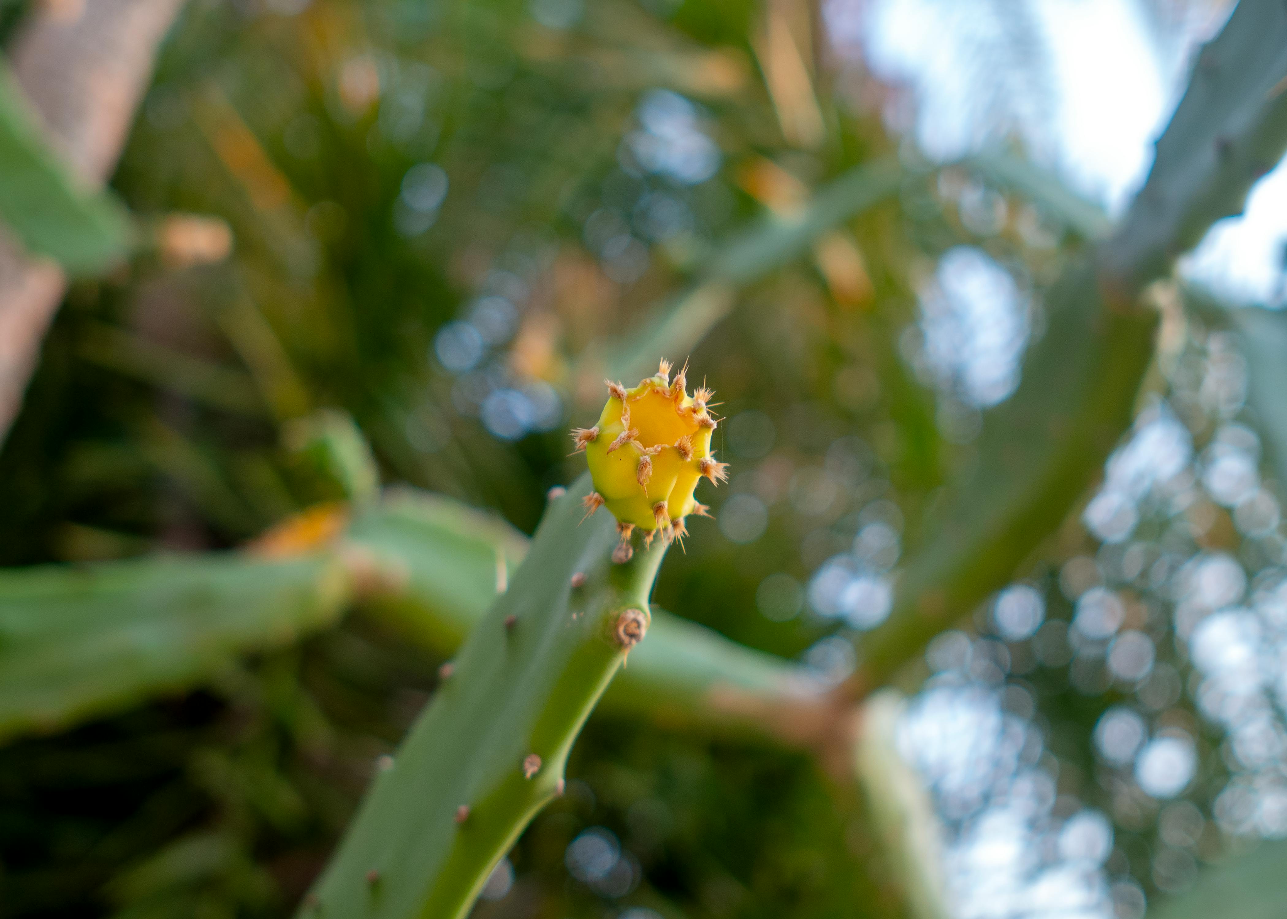 Plants & Flowers 111 Photos & Videos Collected by Alexa Heinrich