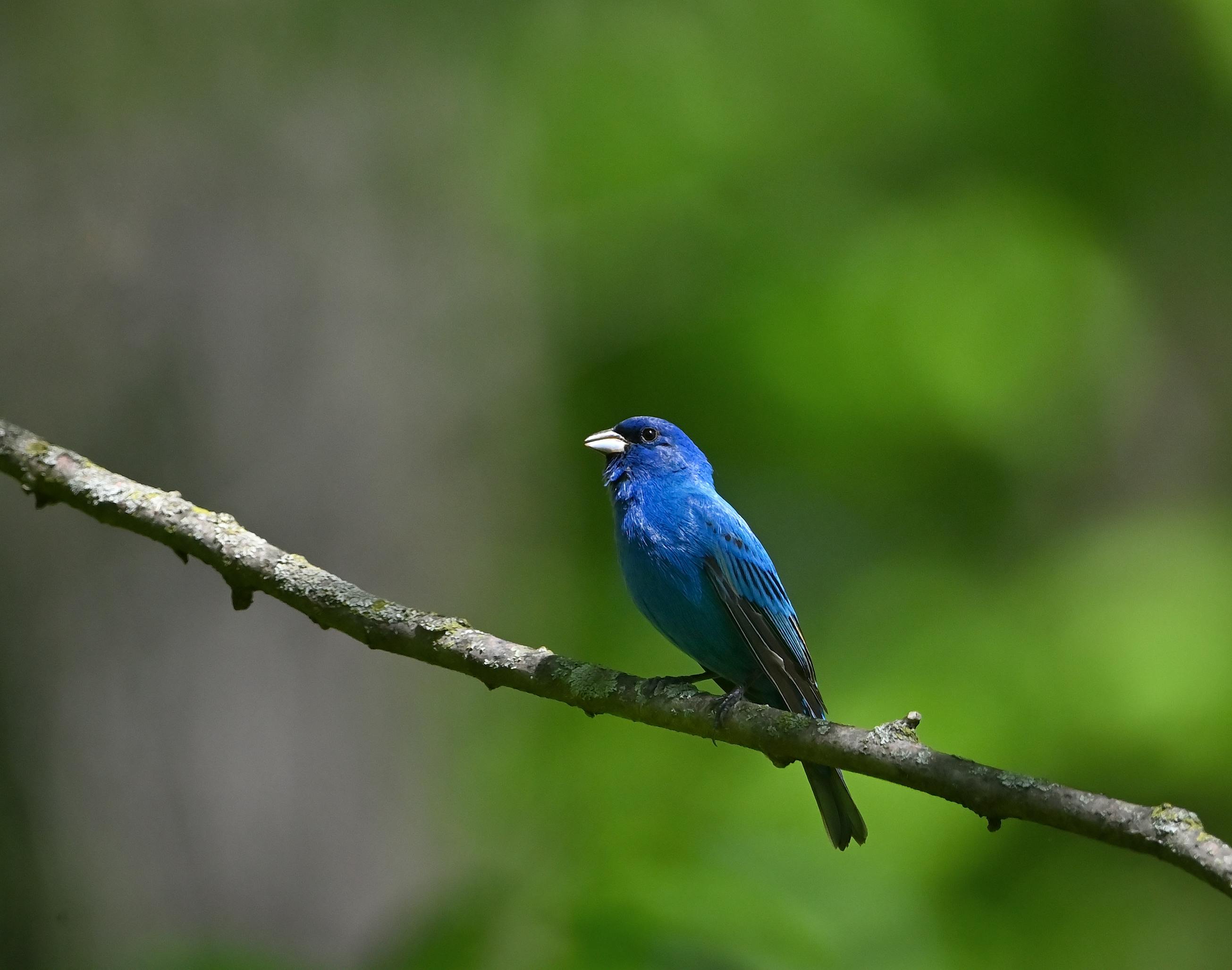 Blue Bird on a Tree Branch · Free Stock Photo