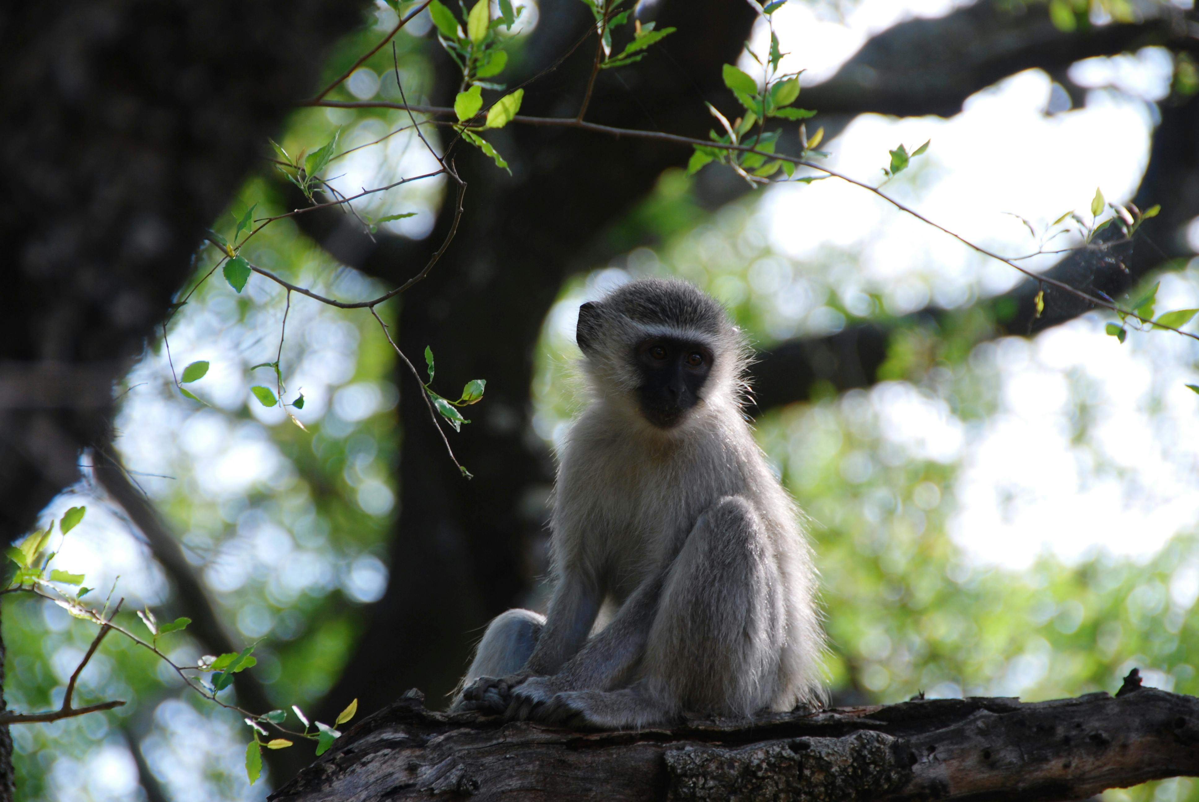 Closeup Photo of Primate · Free Stock Photo