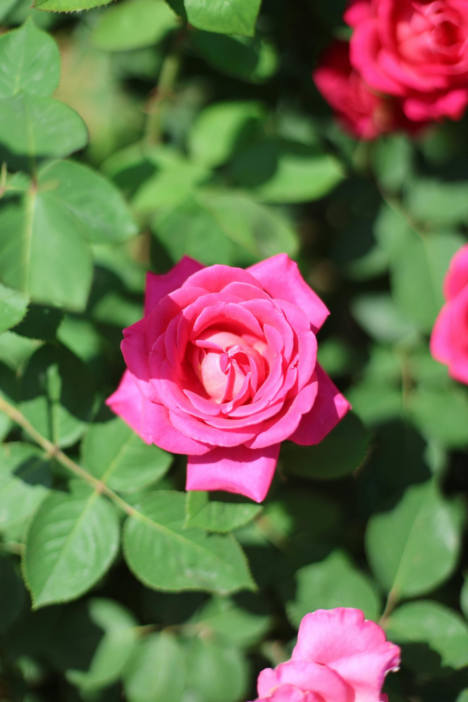 Pink Garden Roses Photos, Download The BEST Free Pink Garden Roses ...