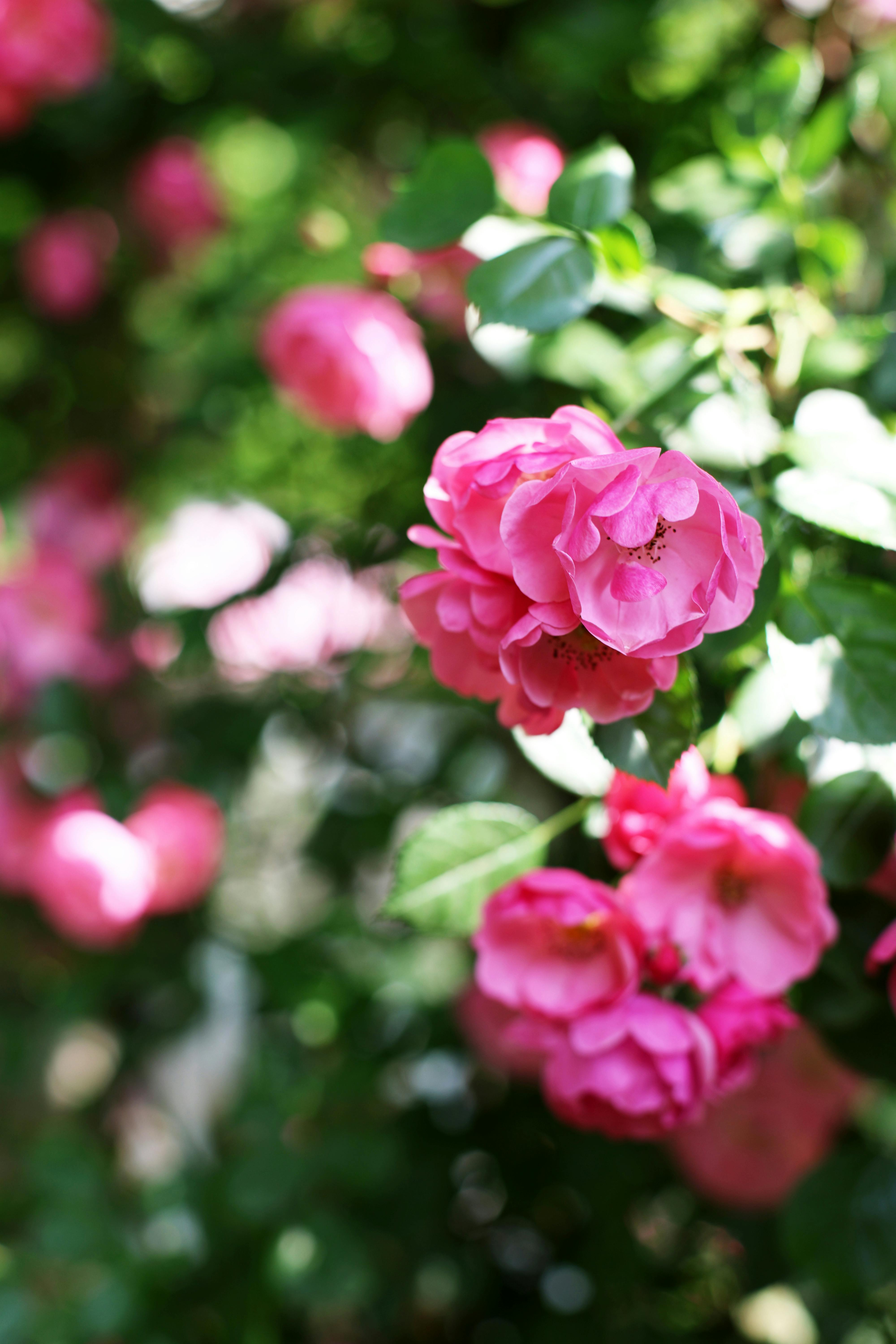 Pink Garden Roses · Free Stock Photo