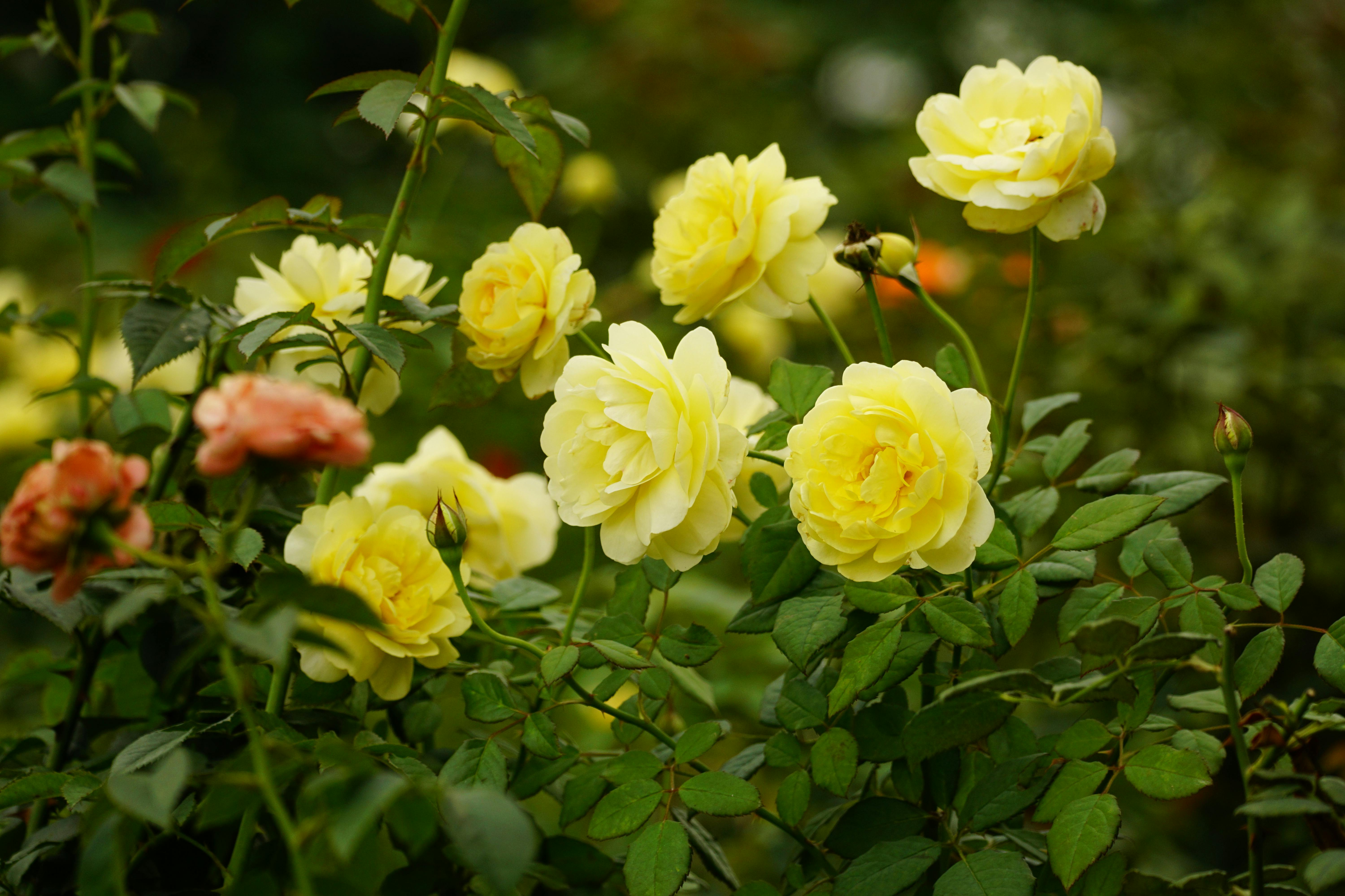 Yellow Garden Roses · Free Stock Photo