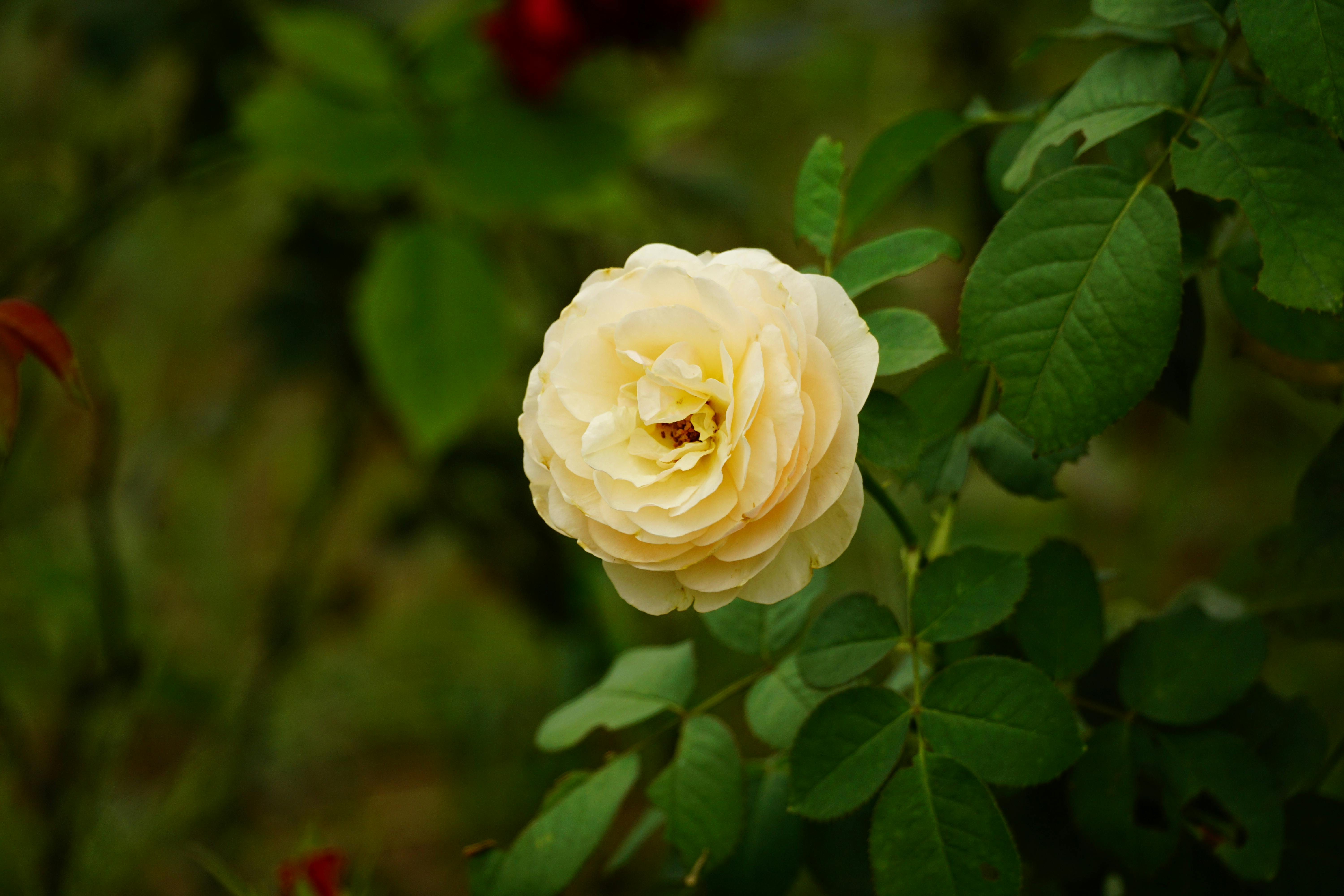 Yellow Garden Rose · Free Stock Photo