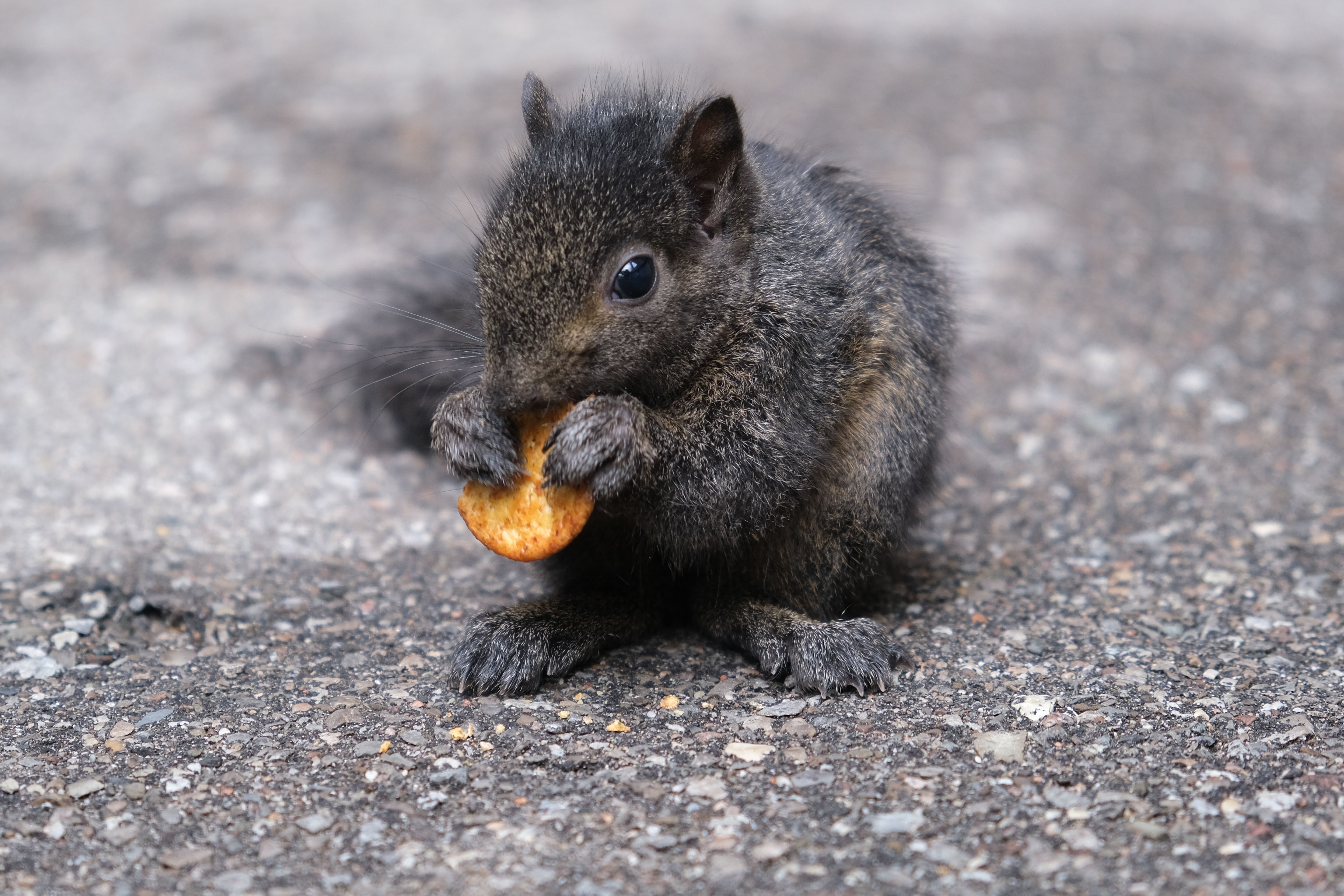 Squirrel Eating Food · Free Stock Photo