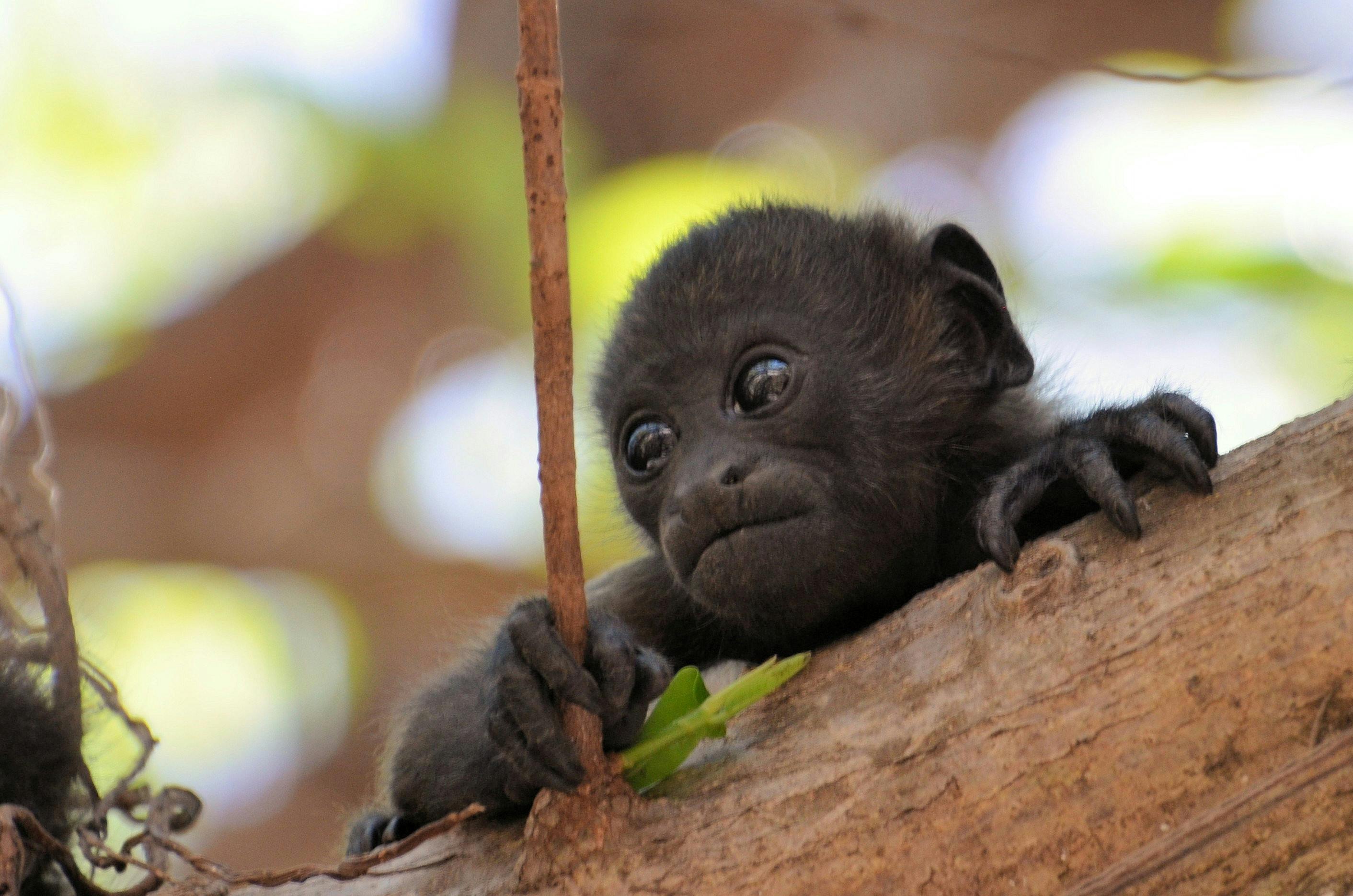 Kostenloses Foto zum Thema: affe, augen, baby-affe