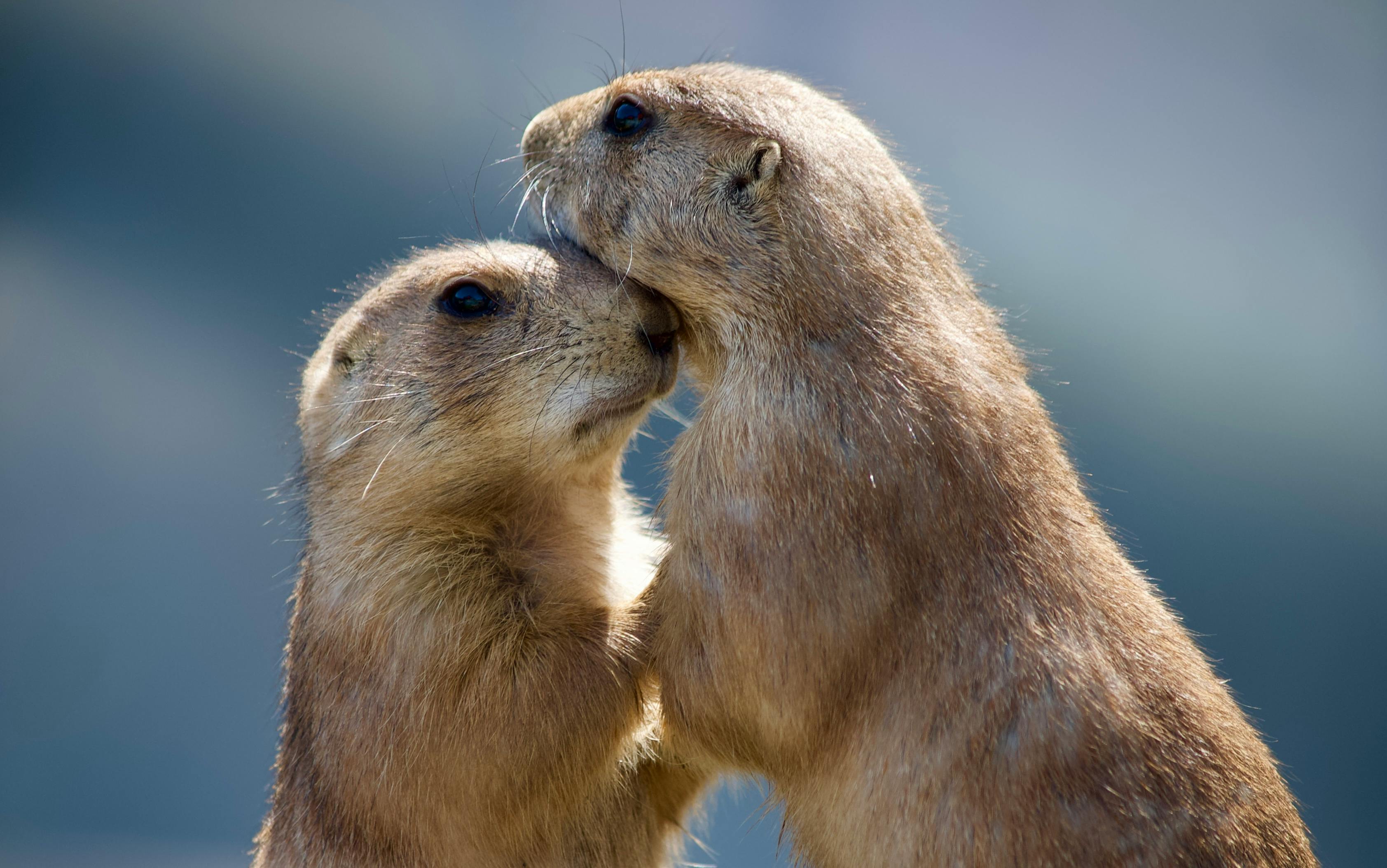 Two Prairie Dogs Hugging · Free Stock Photo