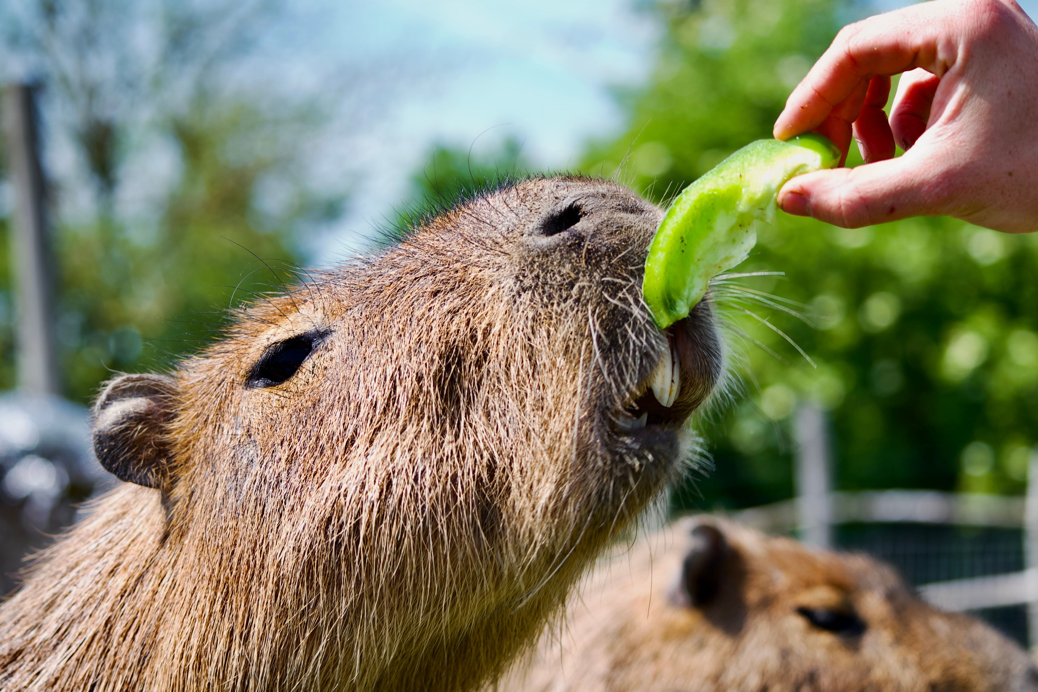 Person Feeding Capybara · Free Stock Photo