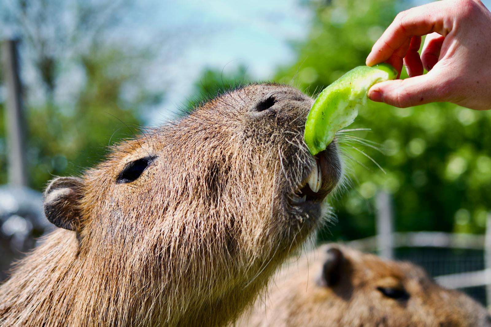 Funny Capybara Photos, Download The BEST Free Funny Capybara Stock Photos & HD Images