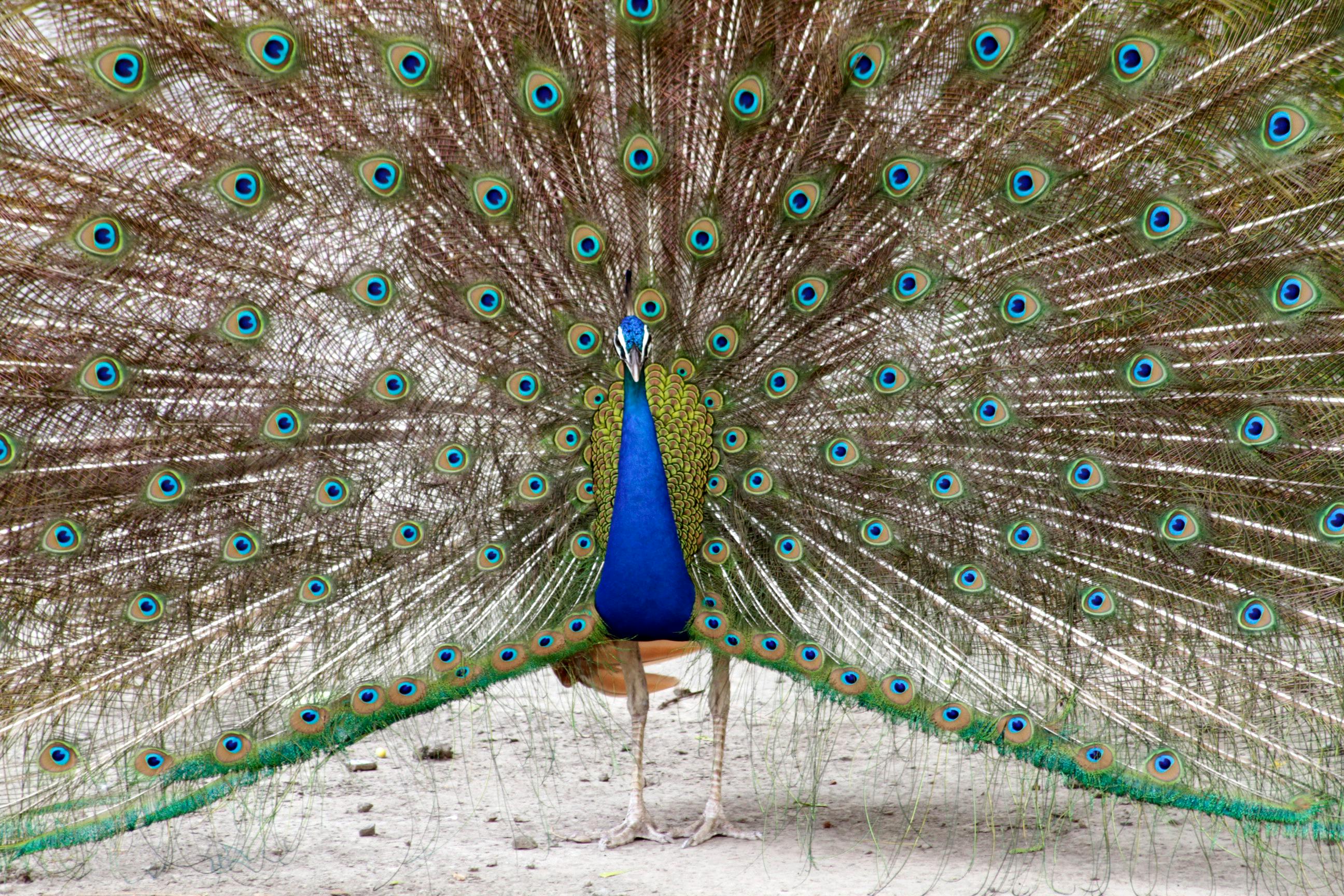Peacock on Sand · Free Stock Photo