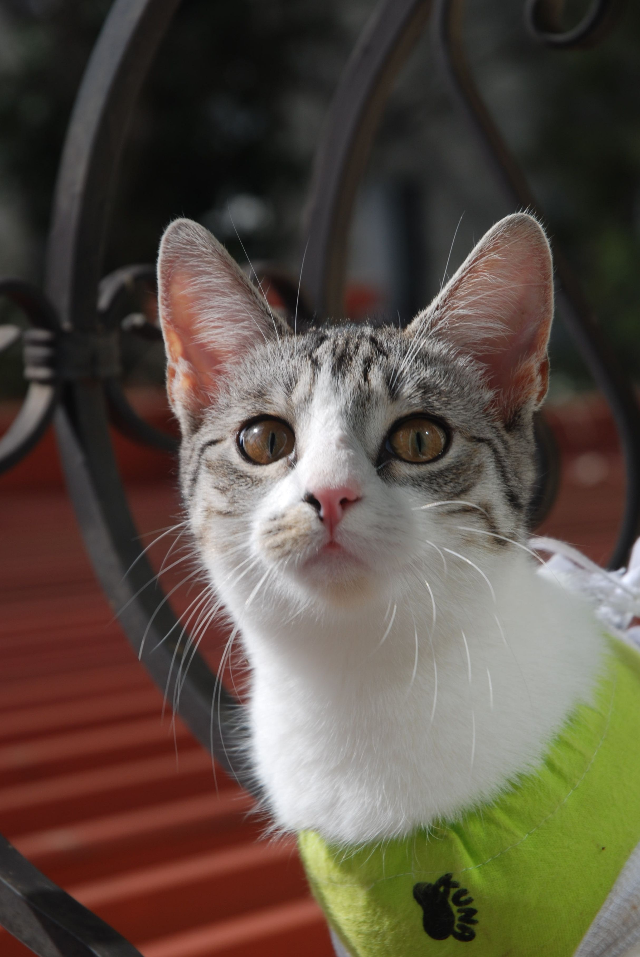 Close-up of a Kitten Staring into the Distance · Free Stock Photo