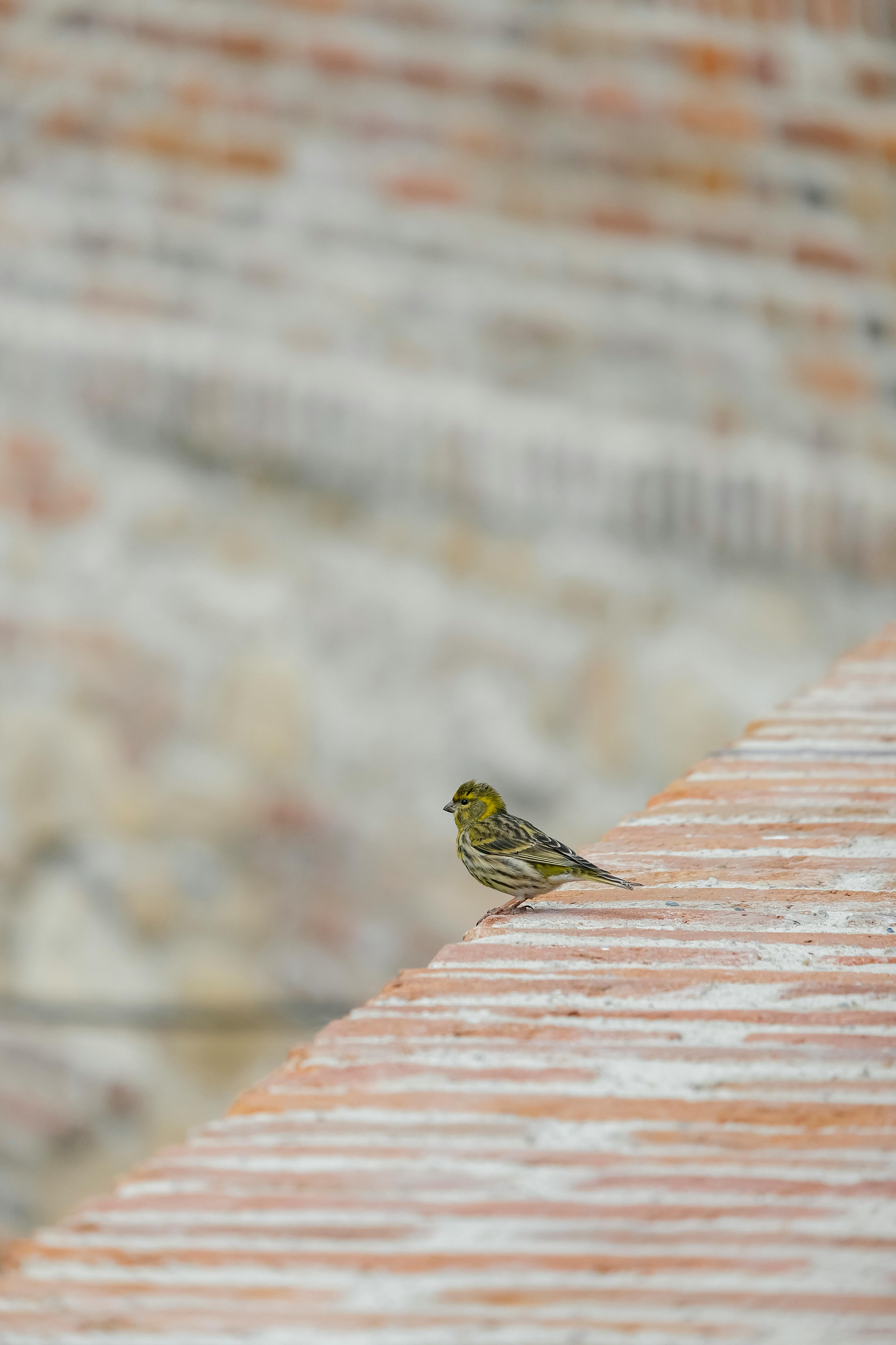 Serin Bird Photos, Download The BEST Free Serin Bird Stock Photos & HD ...