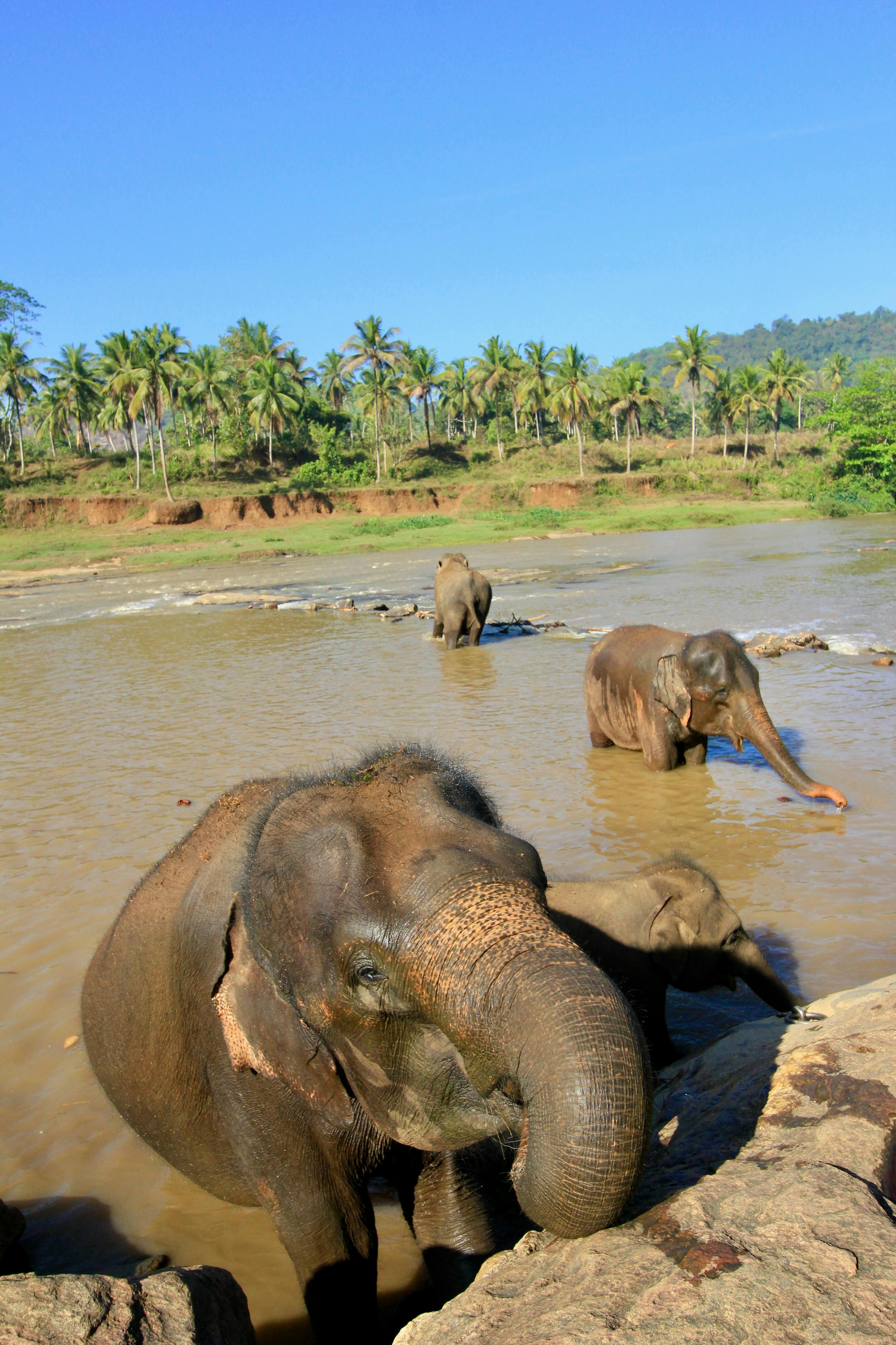 View of Elephants Bathing in the Water · Free Stock Photo