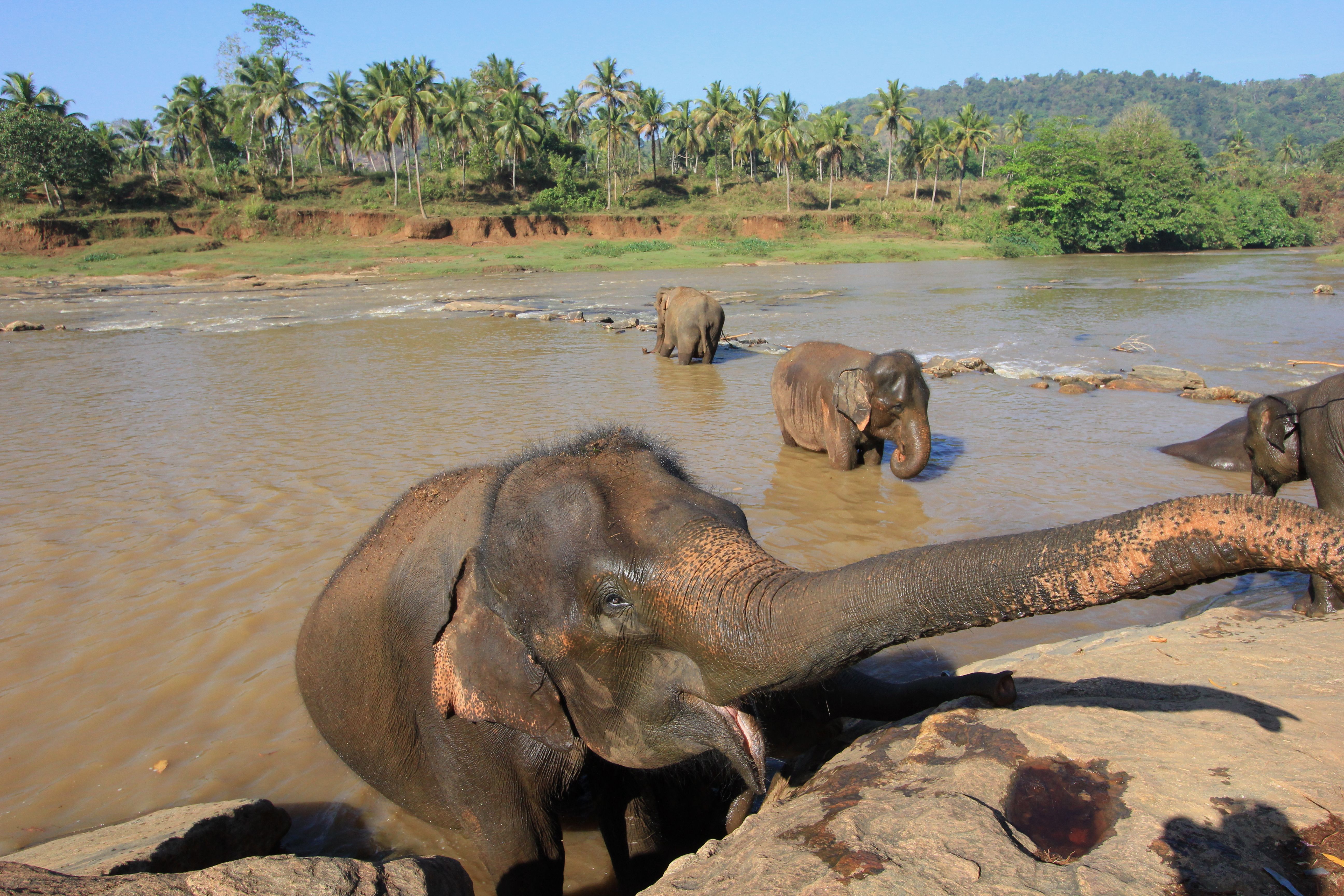 Elephant Bathing Ritual in Central Sri Lanka · Free Stock Photo