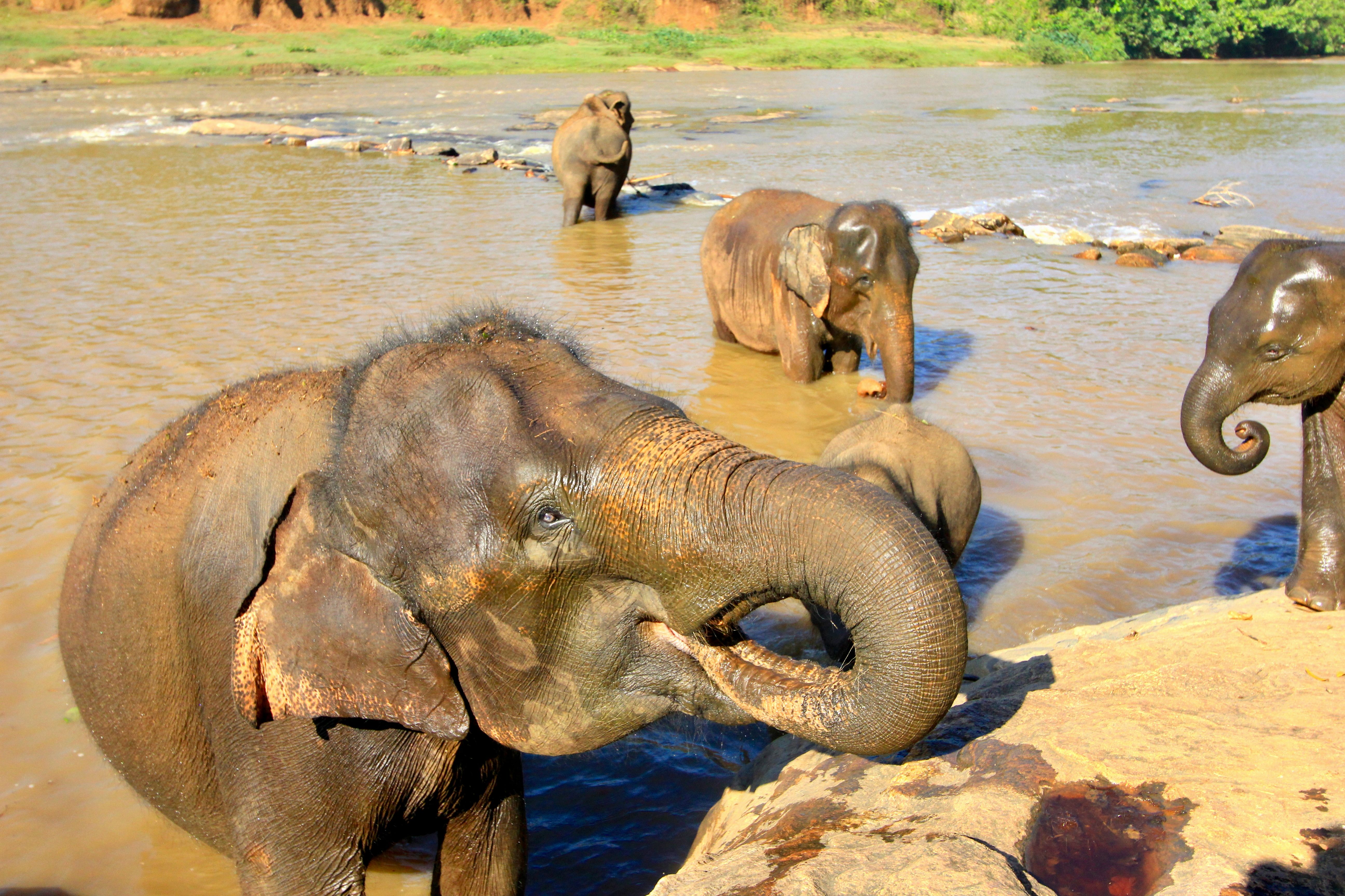 Sri Lanka Elephant Raja Photos, Download The BEST Free Sri Lanka ...