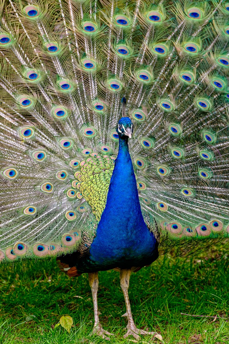 Fairy Tail Photos, Download The BEST Free Fairy Tail Stock Photos & HD ...