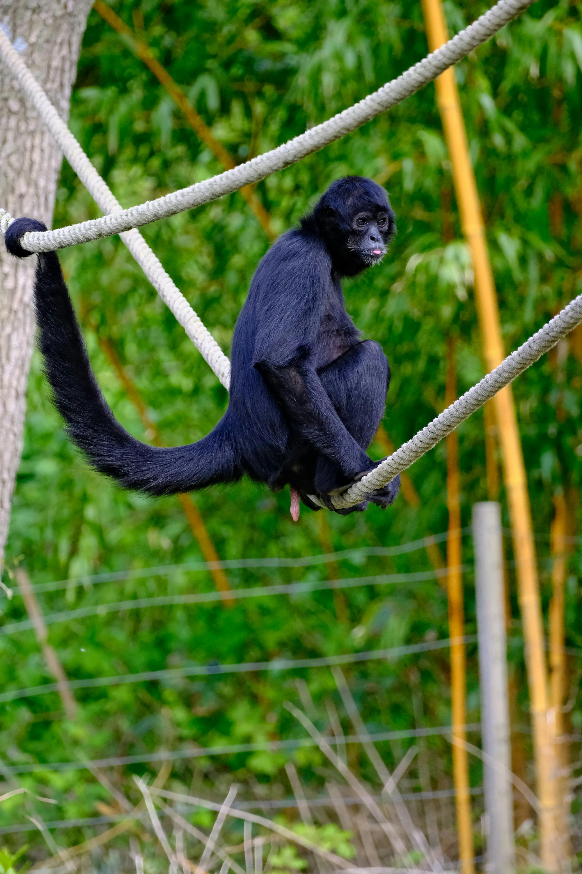 Colombian Spider Monkey on Rope · Free Stock Photo