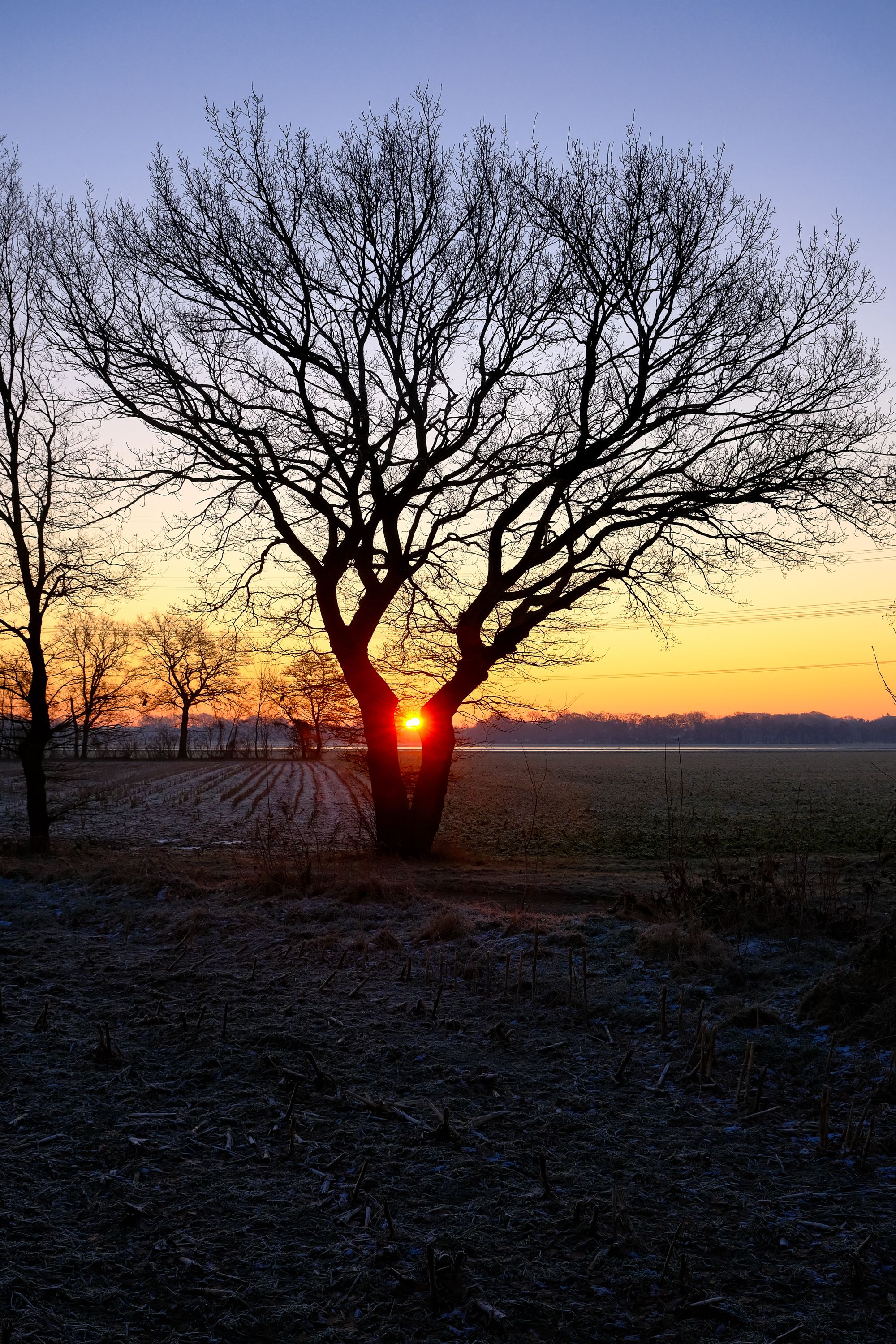 Bare Tree on Field at Sunset · Free Stock Photo