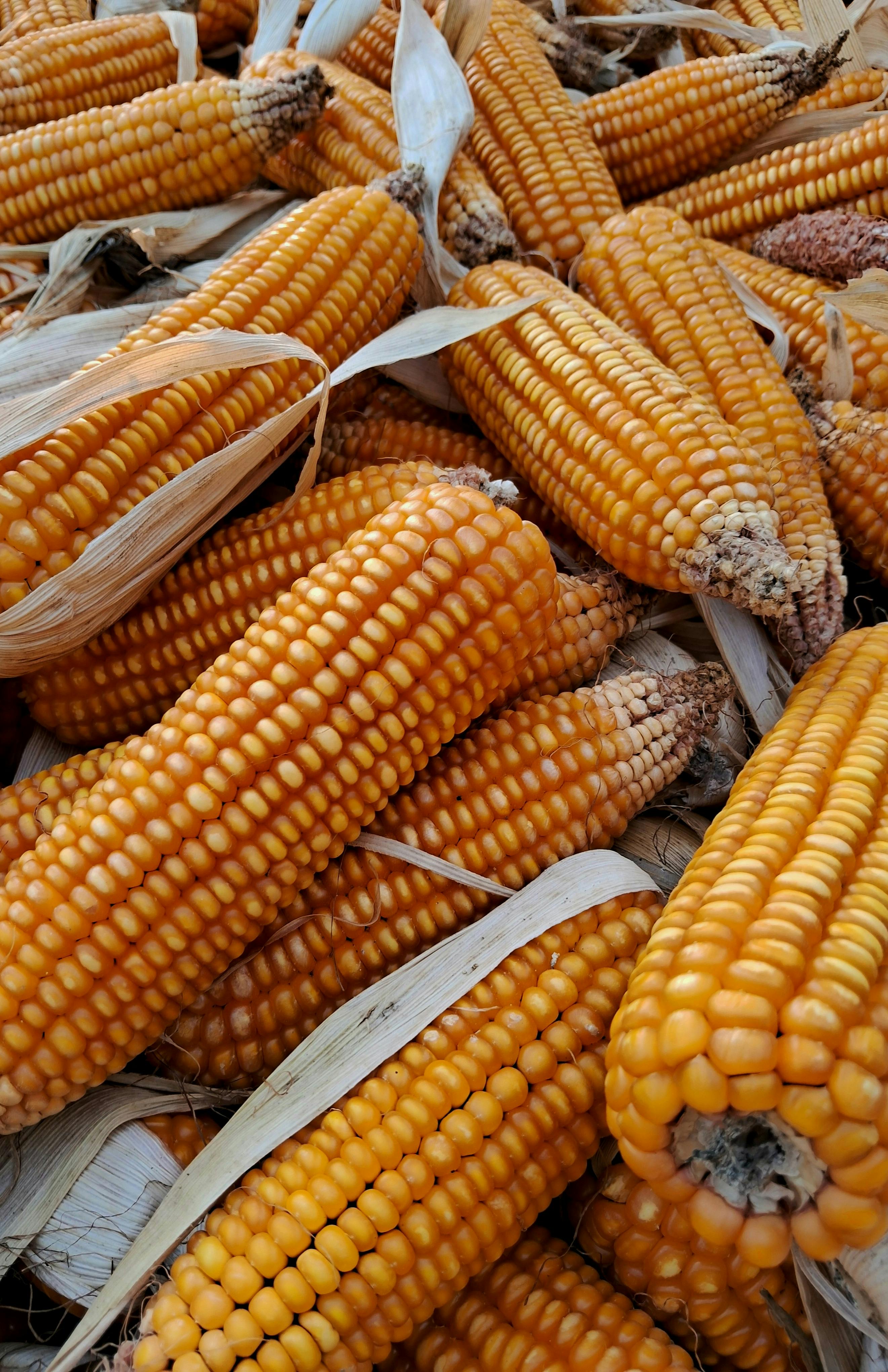 Bunch of Corn Cob · Free Stock Photo
