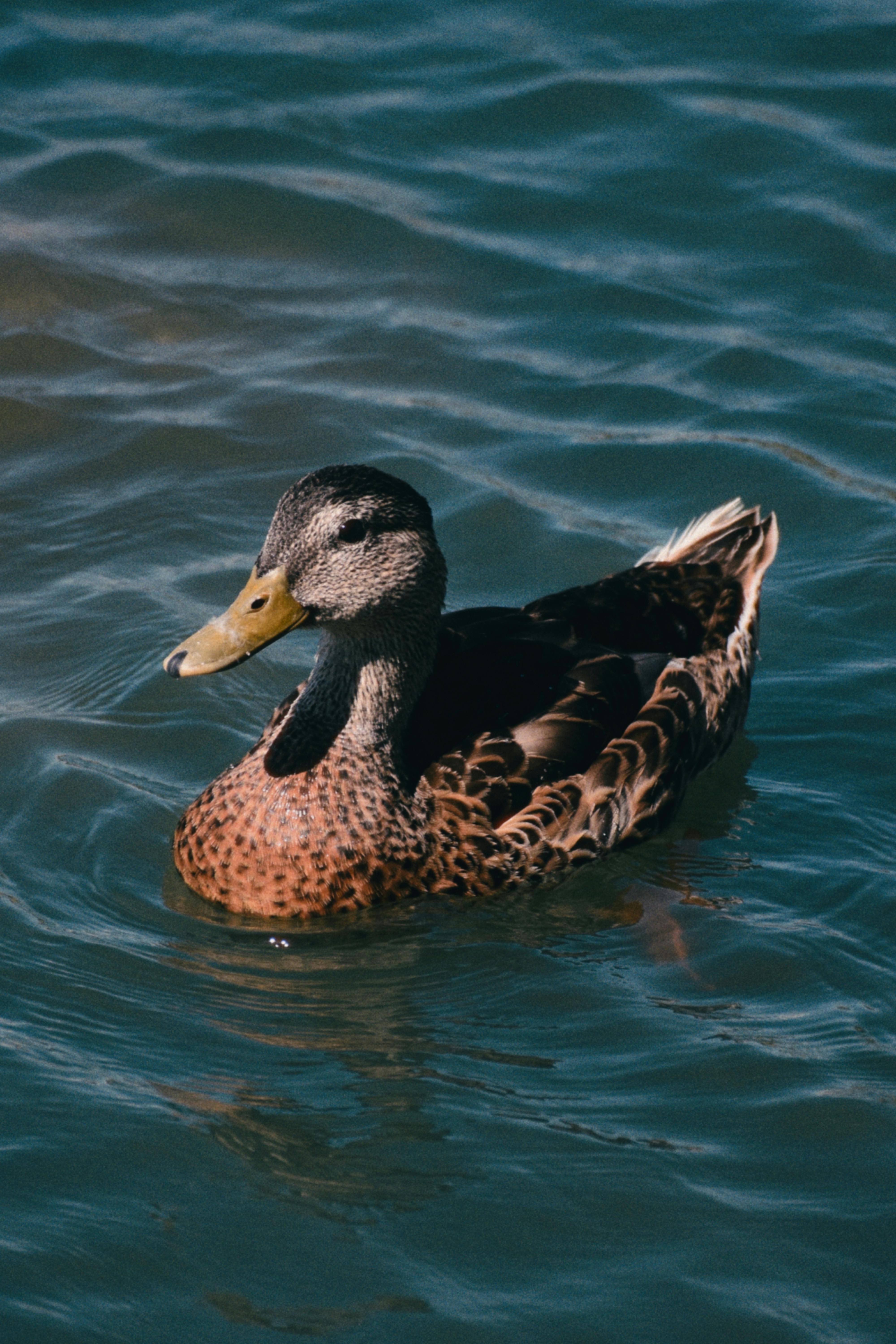 Bengali Duck Curry Photos, Download The BEST Free Bengali Duck Curry ...