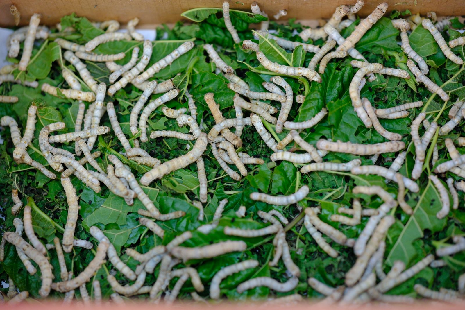 Silk Worm Fibre Photos, Download The BEST Free Silk Worm Fibre Stock ...