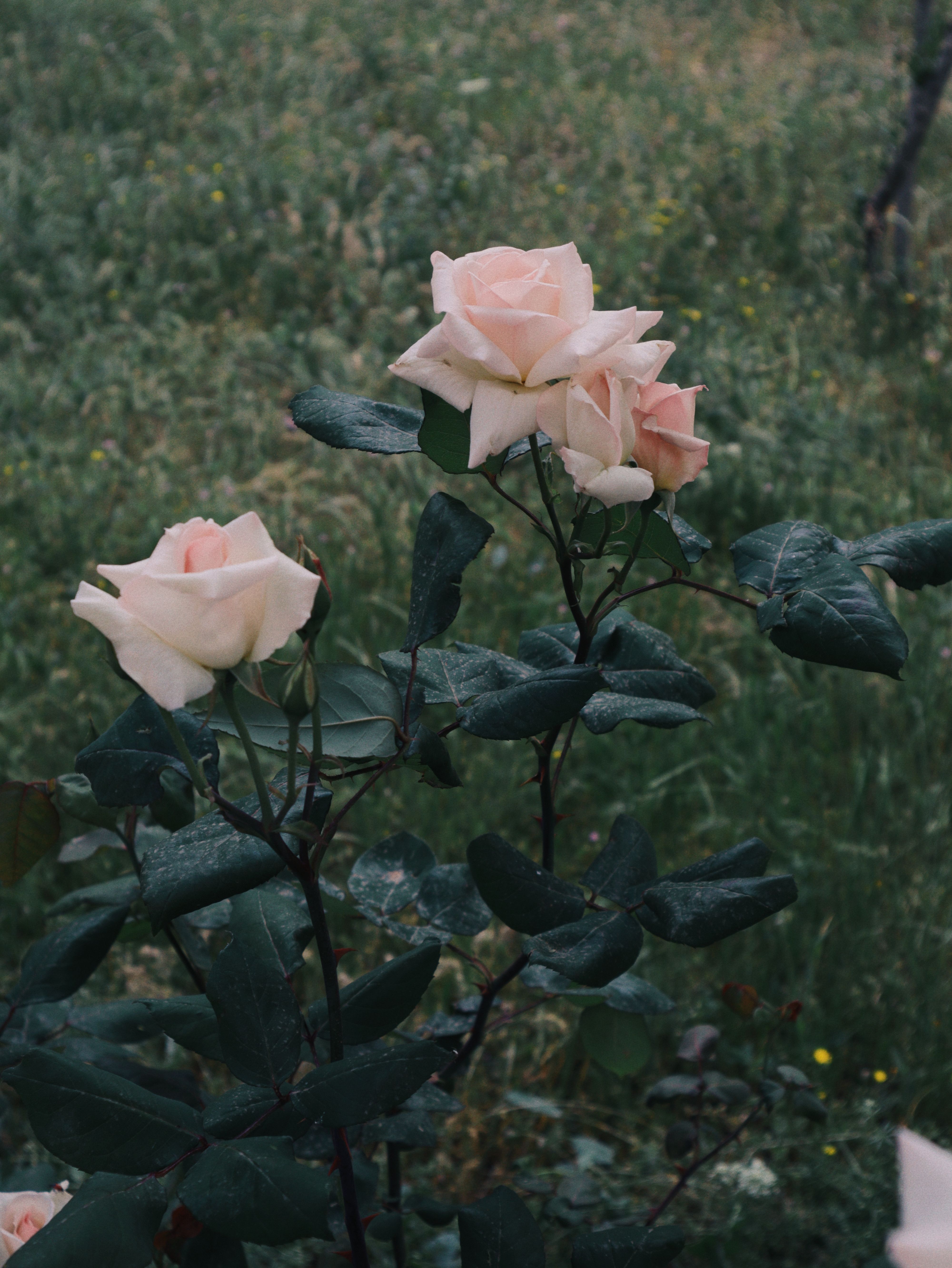 A pink rose in a field with green grass · Free Stock Photo