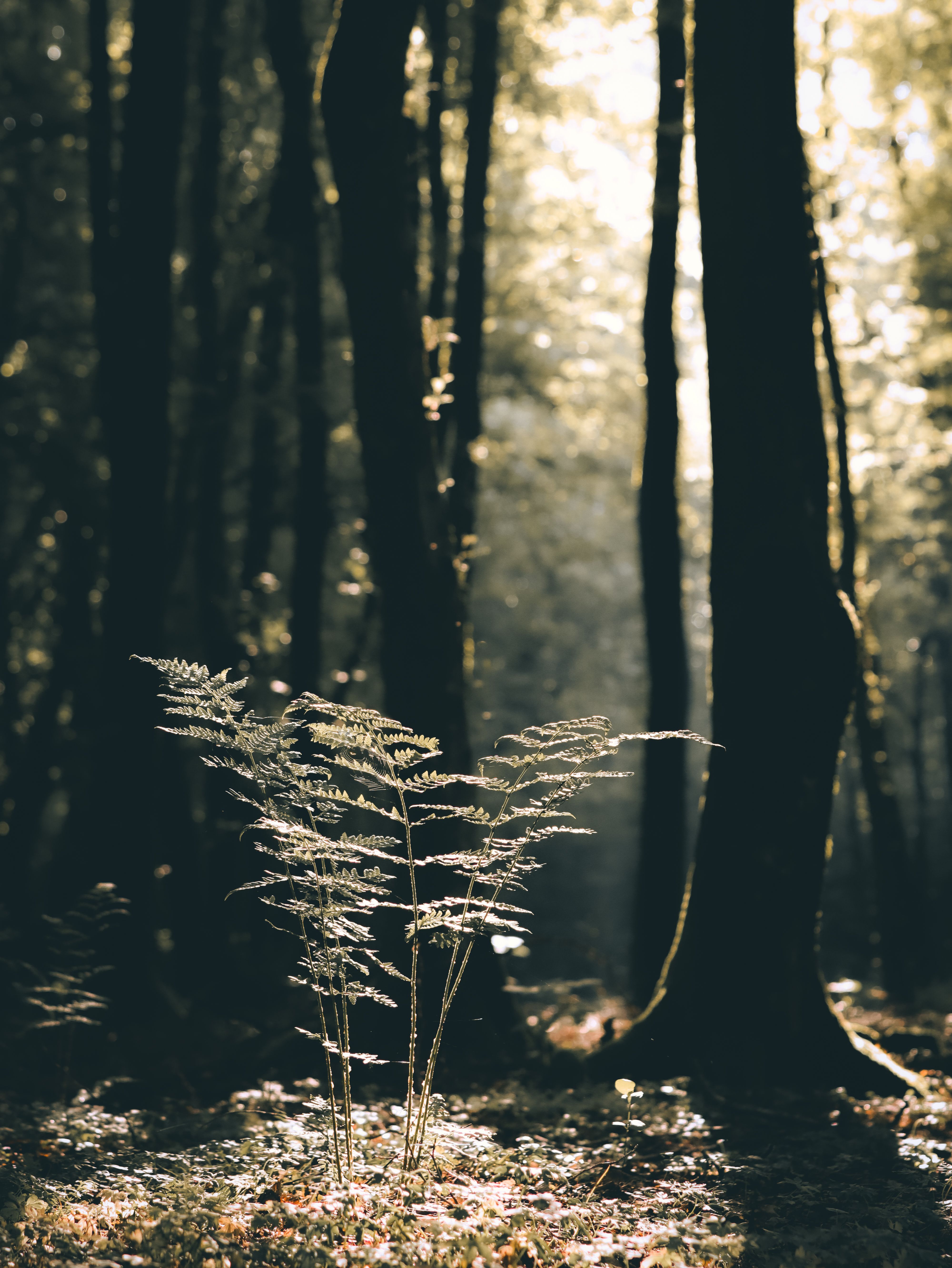 Major Fern Photos, Download The BEST Free Major Fern Stock Photos & HD ...