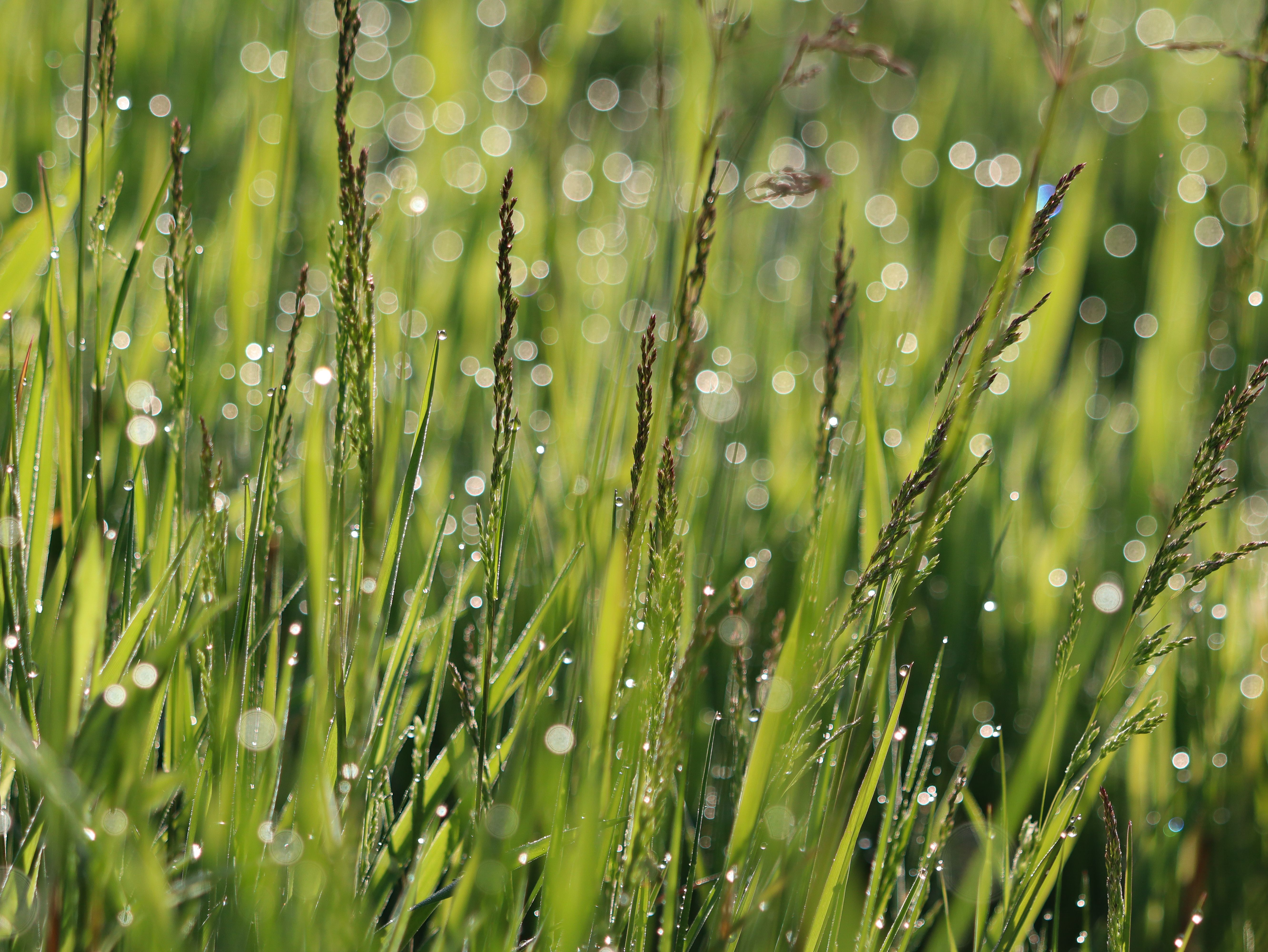 Close-up of Grass after Rain · Free Stock Photo