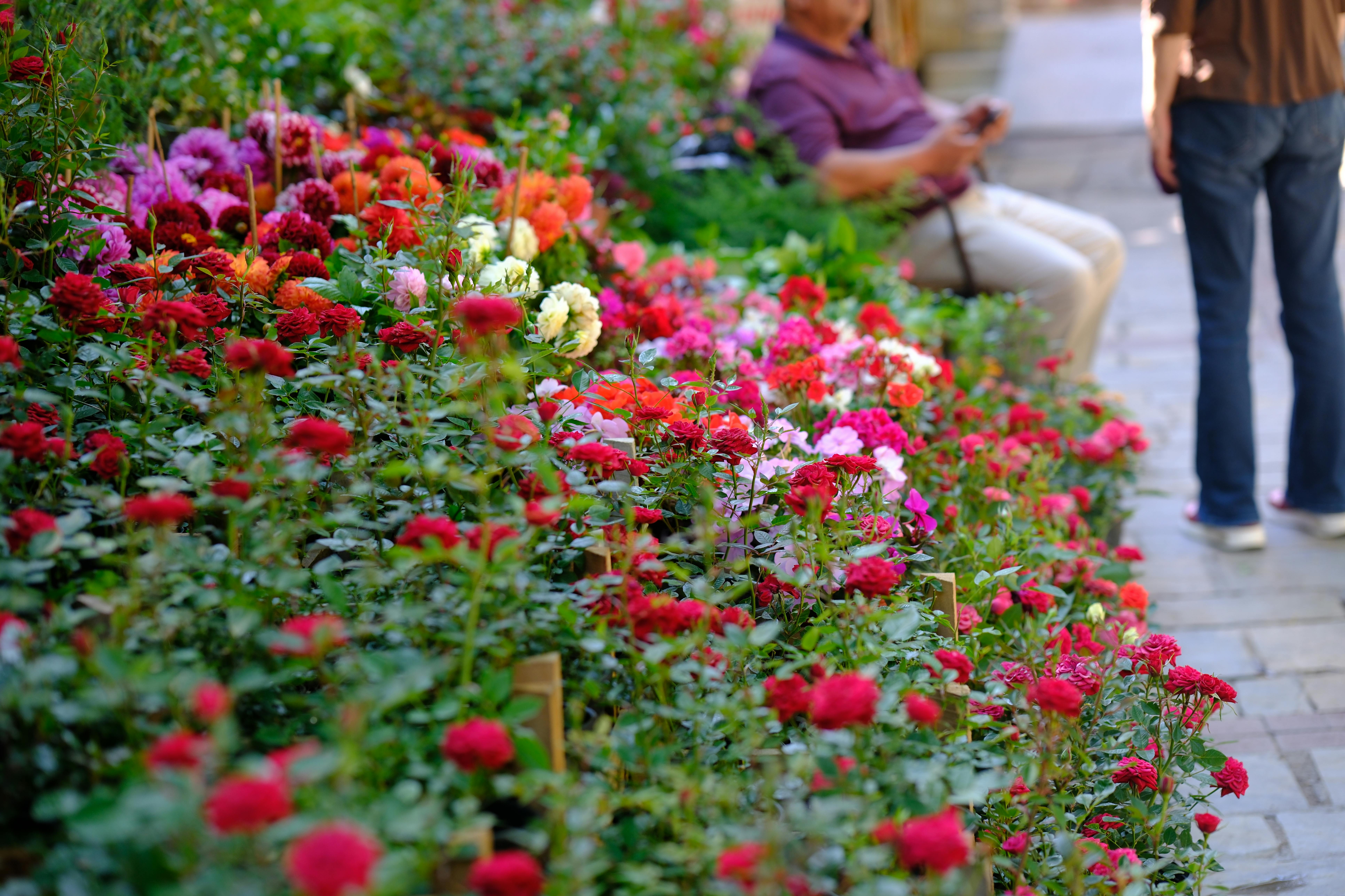 Colorful Flowers in a City Flowerbed · Free Stock Photo
