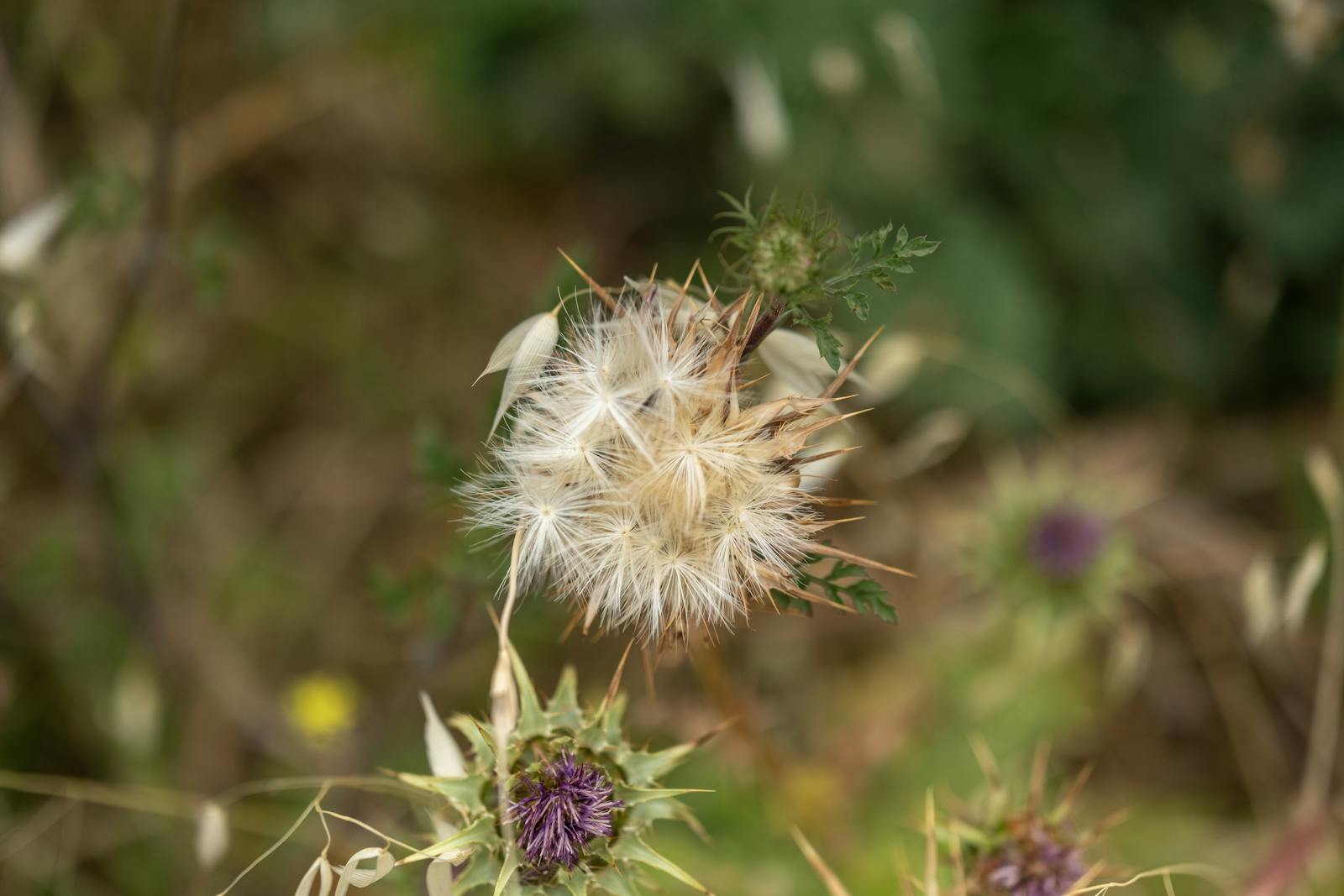 Sowing Seeds Photos, Download The BEST Free Sowing Seeds Stock Photos ...