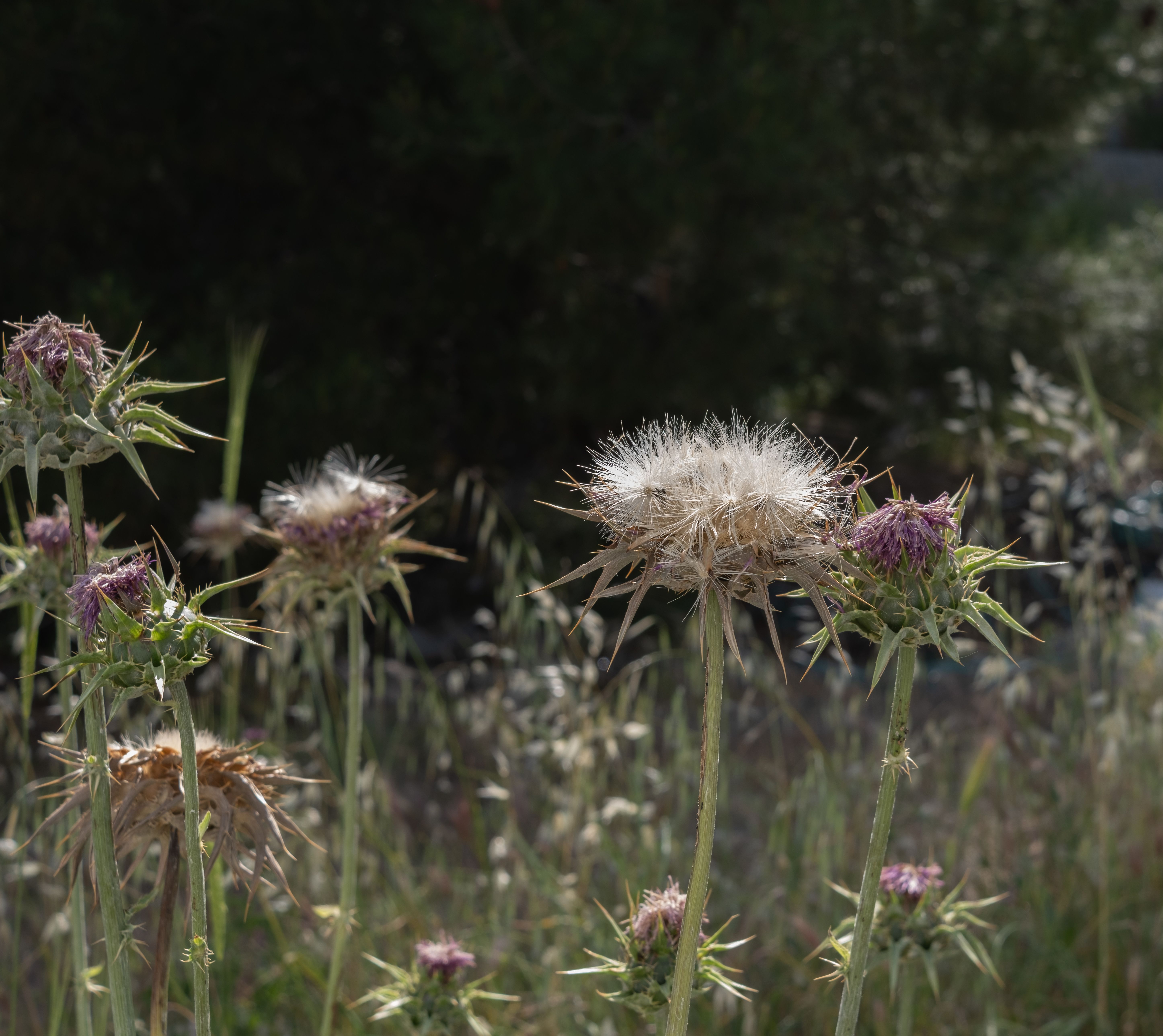 A field of wild flowers with a few dead ones · Free Stock Photo