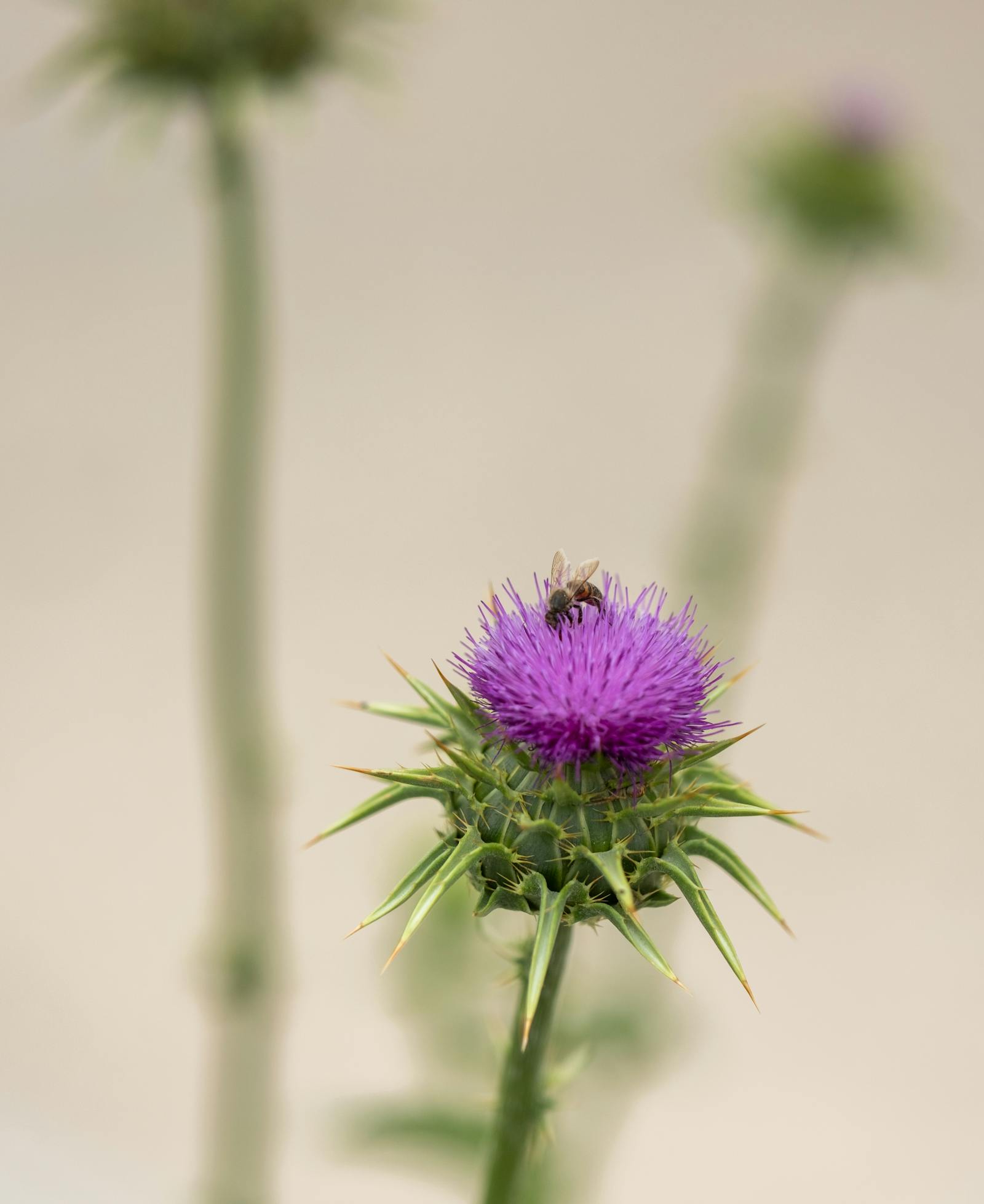 Lily Bee Photos, Download The BEST Free Lily Bee Stock Photos & HD Images